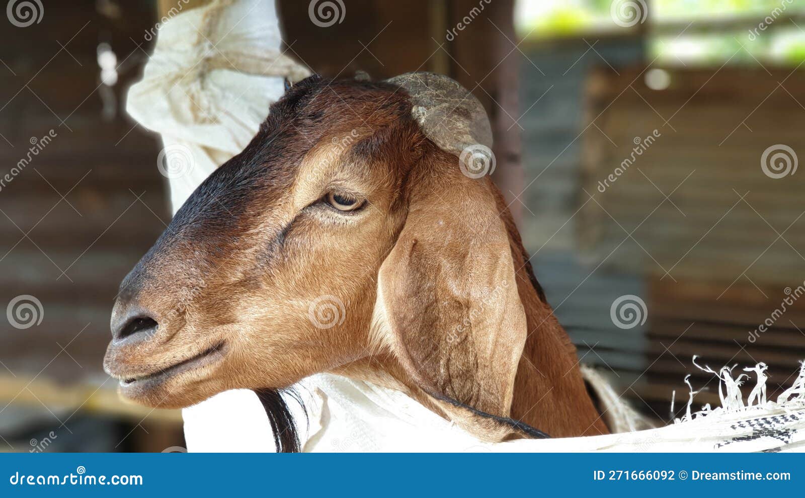 Goat on Indonesian stock photo. Image of head, mane - 271666092