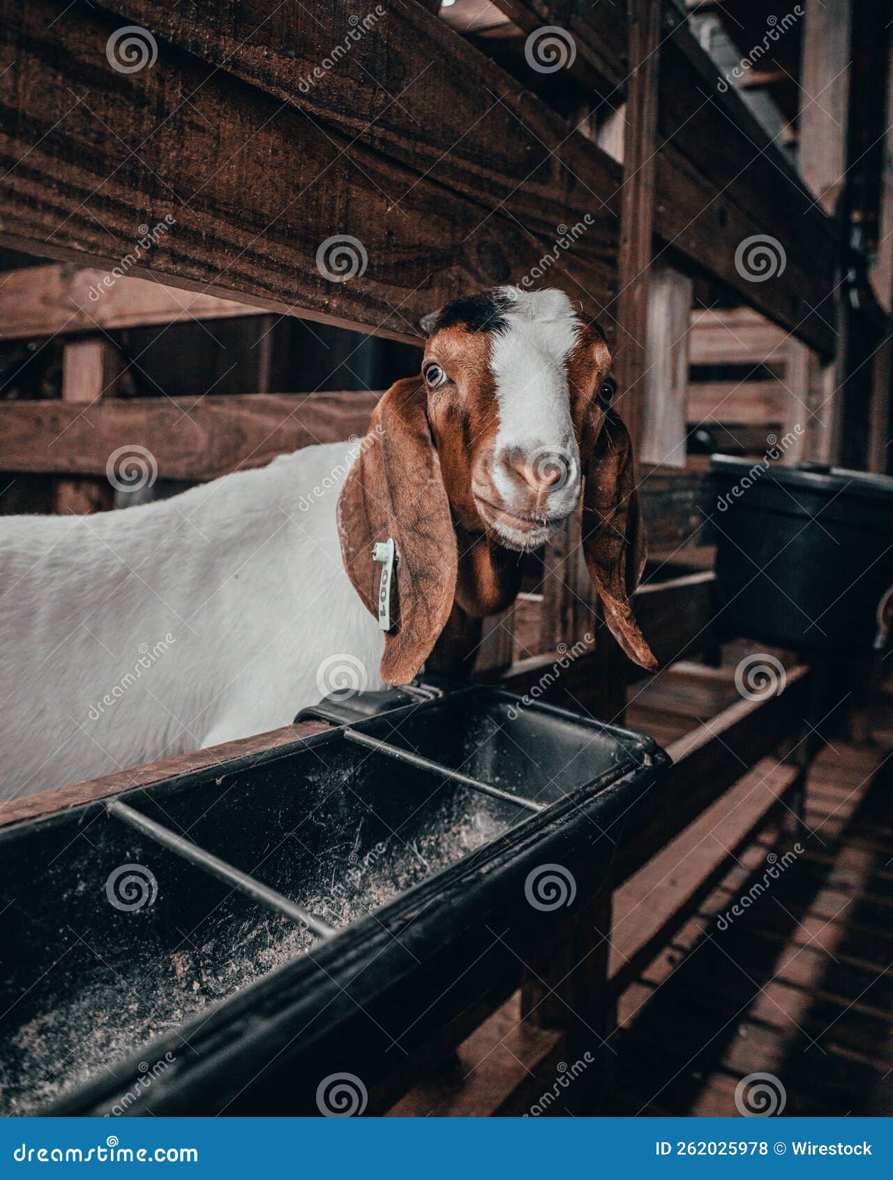 Goat inside the barn stock photo. Image of farming, indoor - 262025978