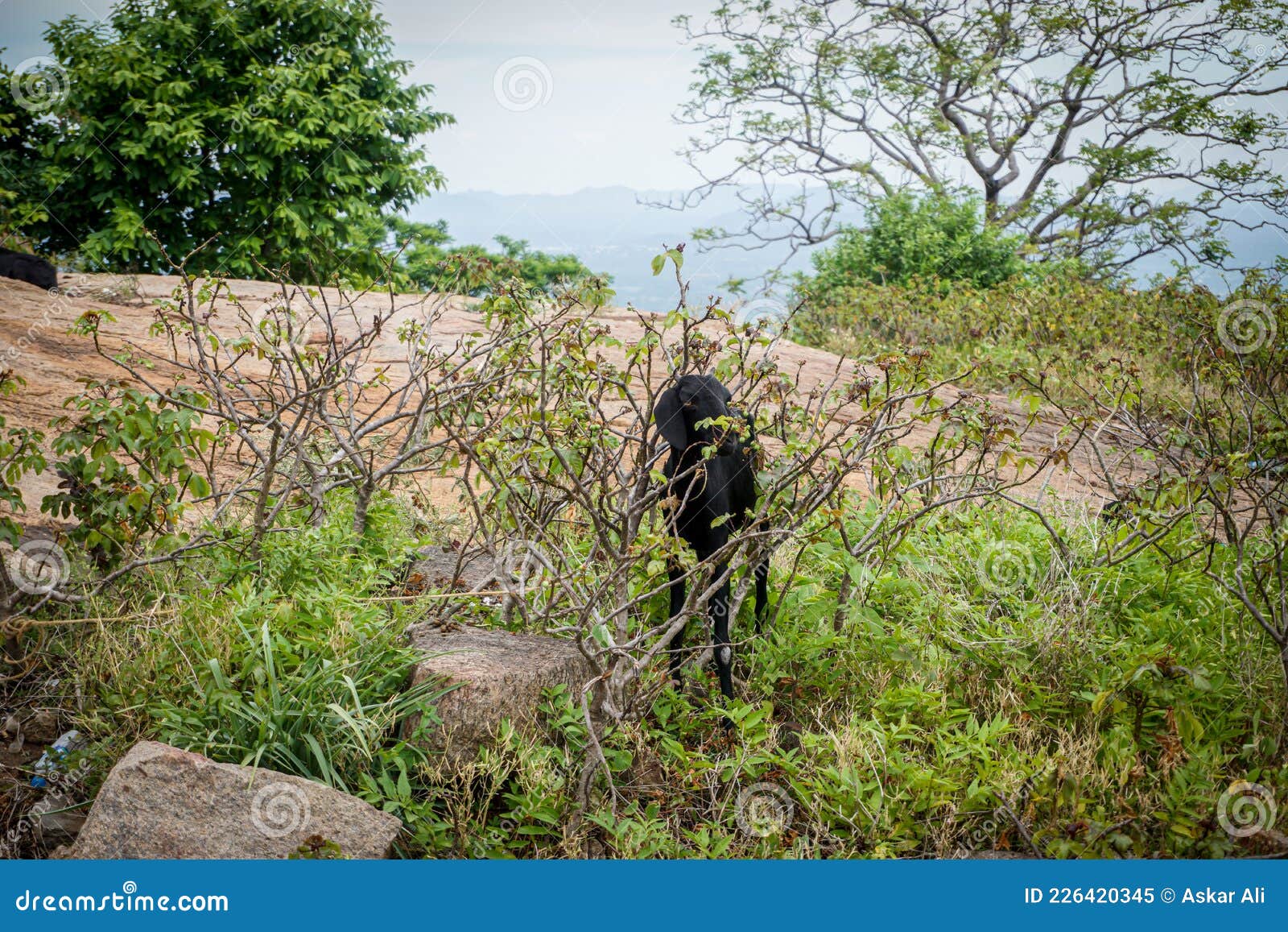 Goat inside the trees stock image. Image of closeup - 226420345