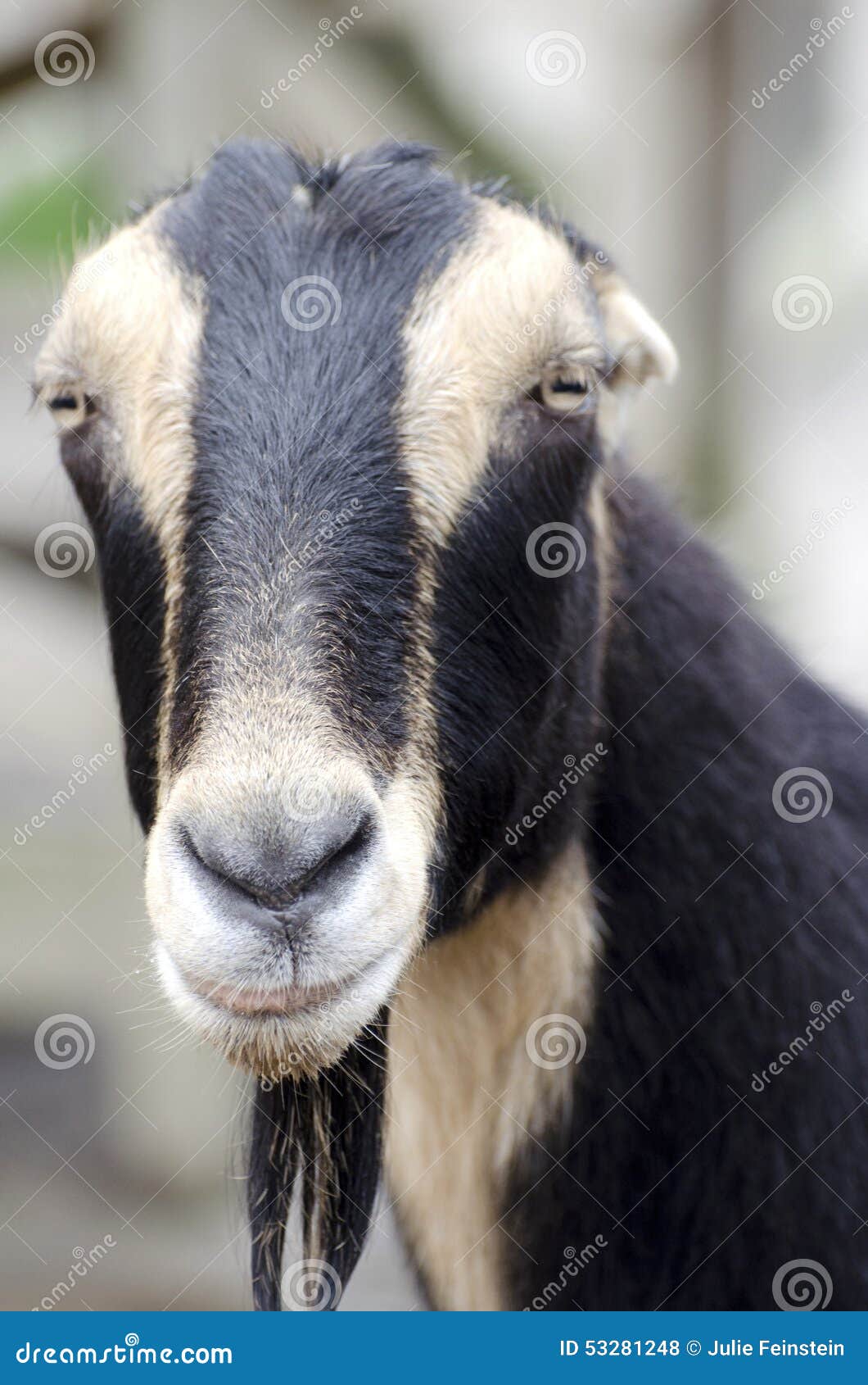 Goat stock photo. Image of barnyard, goat, animal, domestic - 53281248
