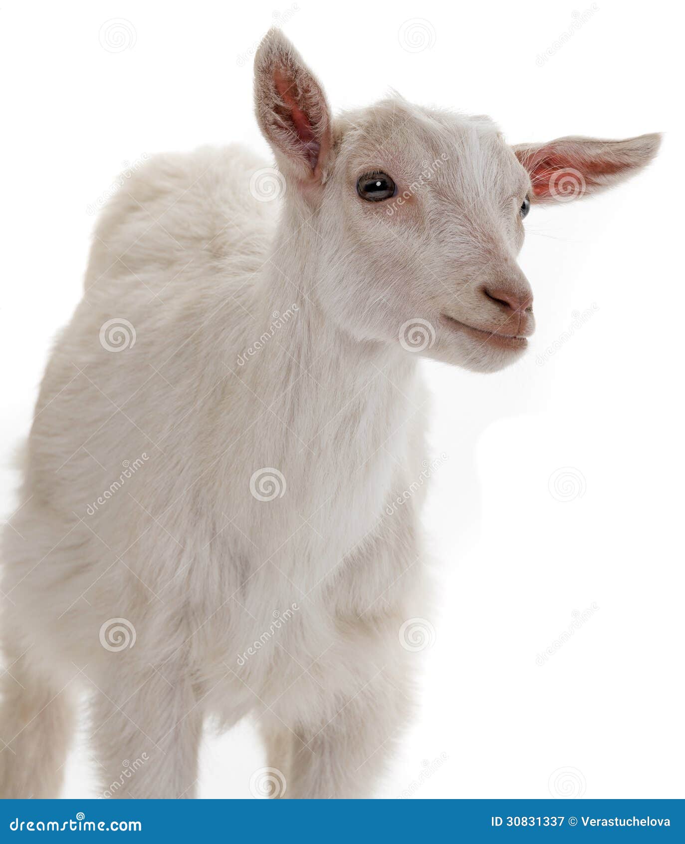 Goat stock image. Image of farming, isolation, isolated - 30831337