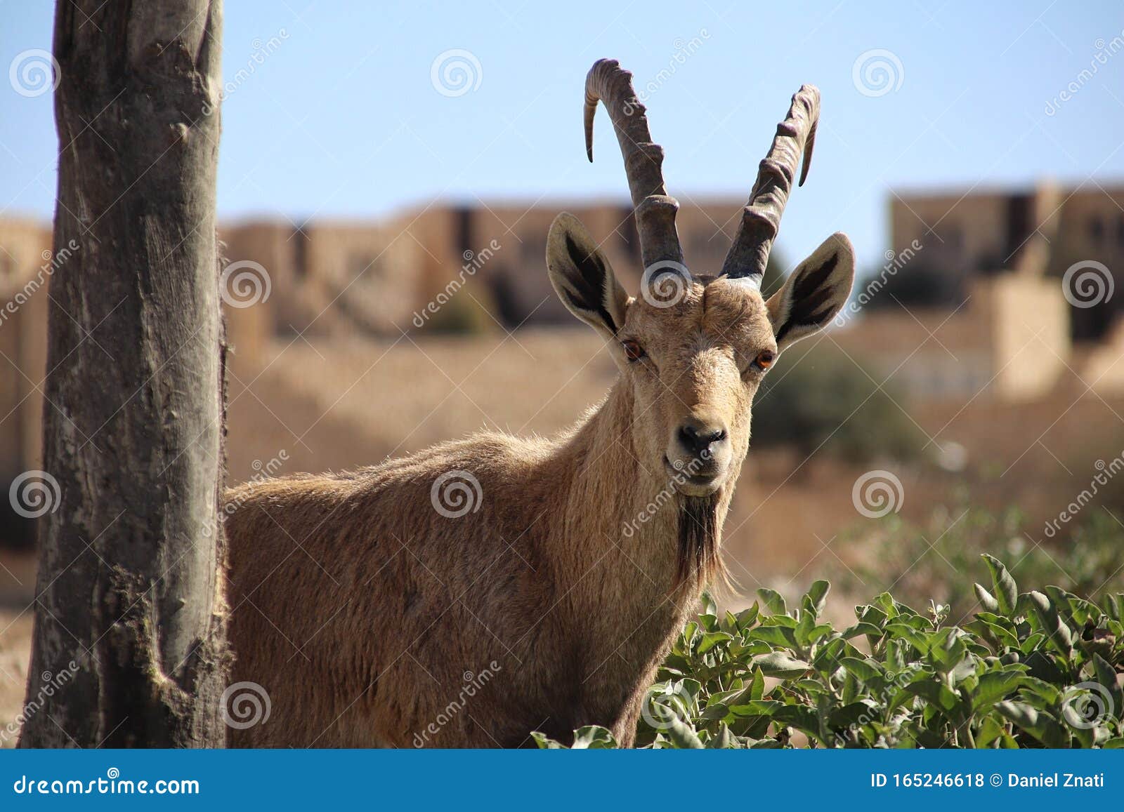 Goat in israel stock photo. Image of deer, israel, animal - 165246618