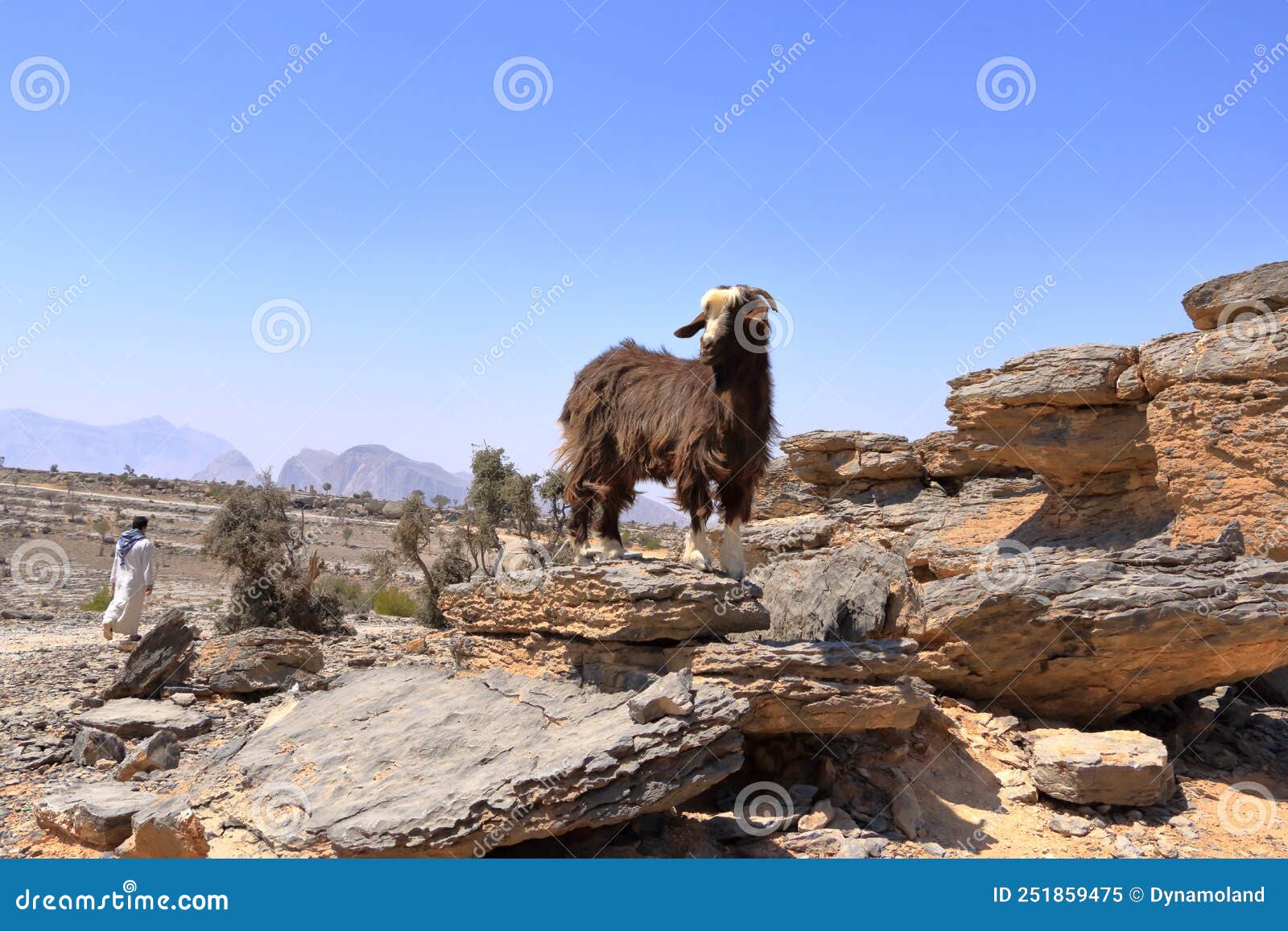 A Goat in Jebel Shams Mountains, Oman Stock Image - Image of jebel ...