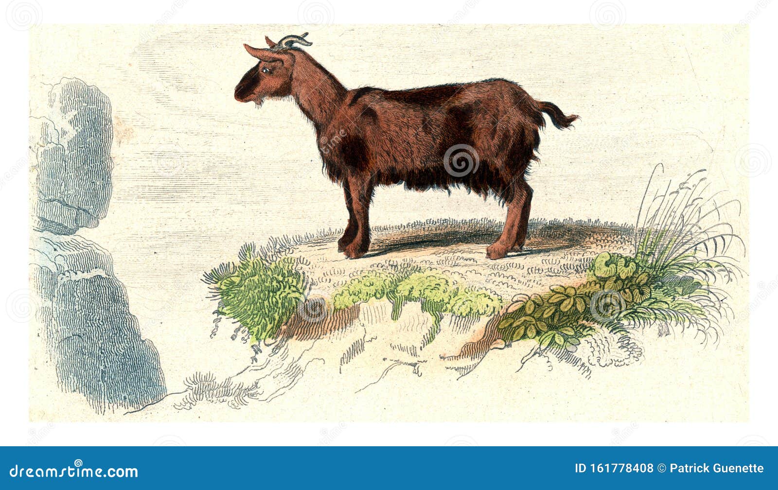 Goat of Judah, Vintage Engraving Stock Illustration - Illustration of ...