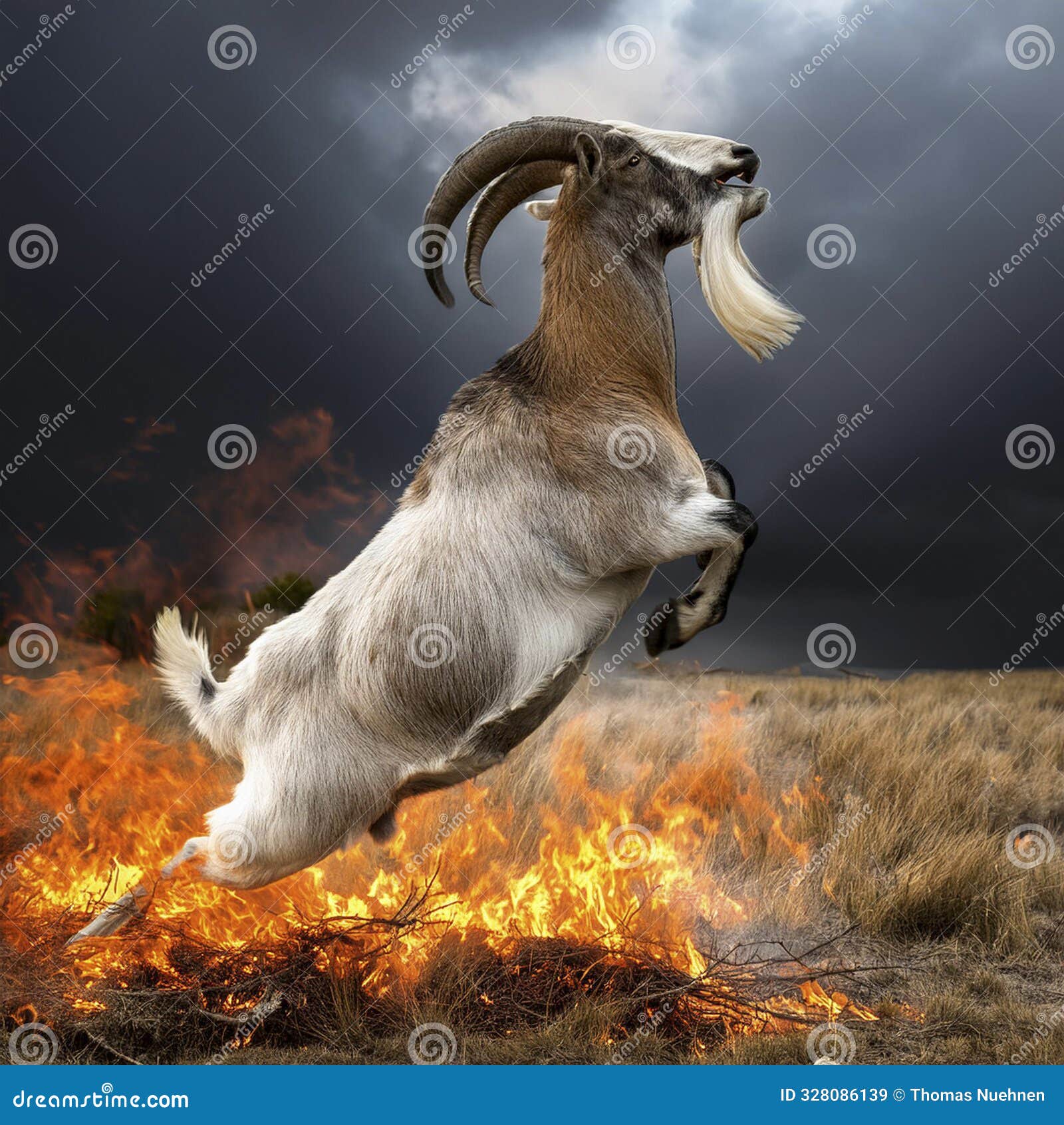 Goat jumps through fire editorial stock image. Image of concept - 328086139