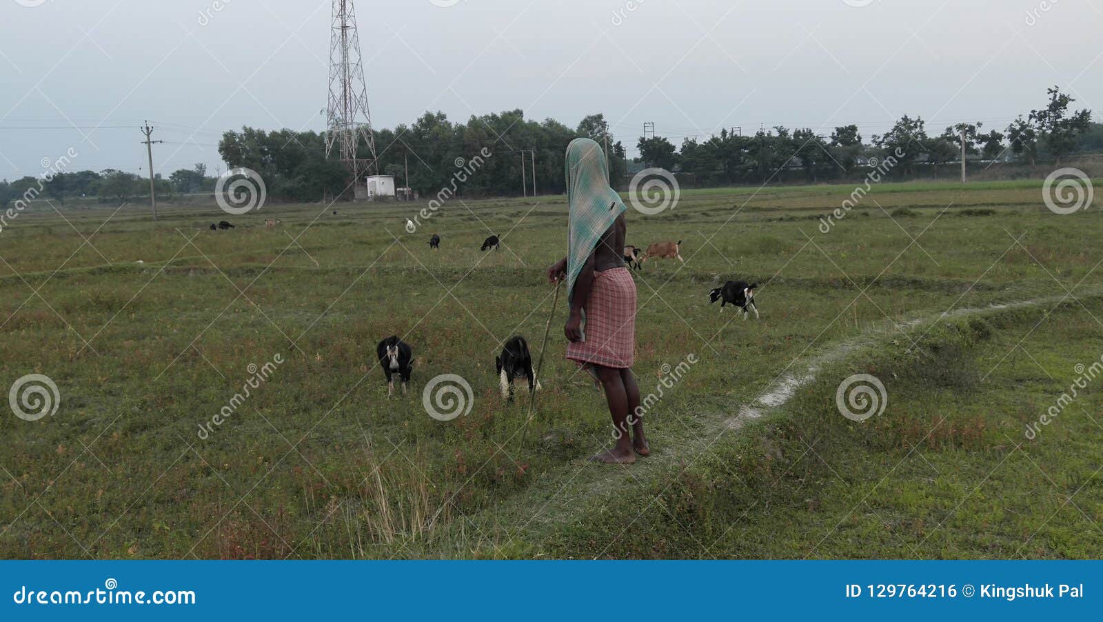 Goat Keeping stock photo. Image of goat, honest, watch - 129764216