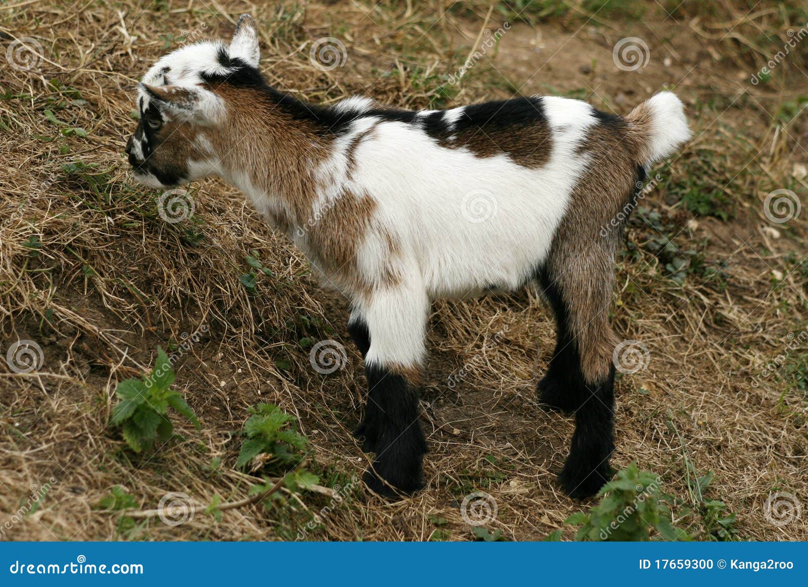 Goat kid stock photo. Image of mammal, nature, cute, livestock - 17659300