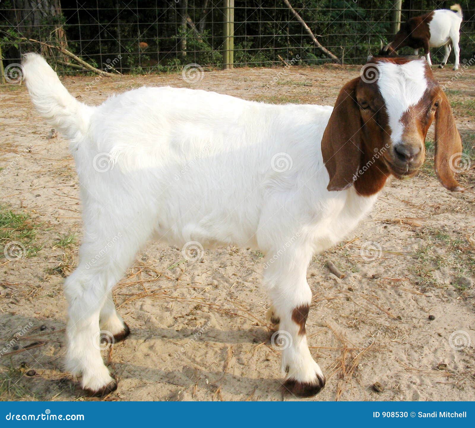 Goat Kid stock photo. Image of farm, agriculture, field - 908530