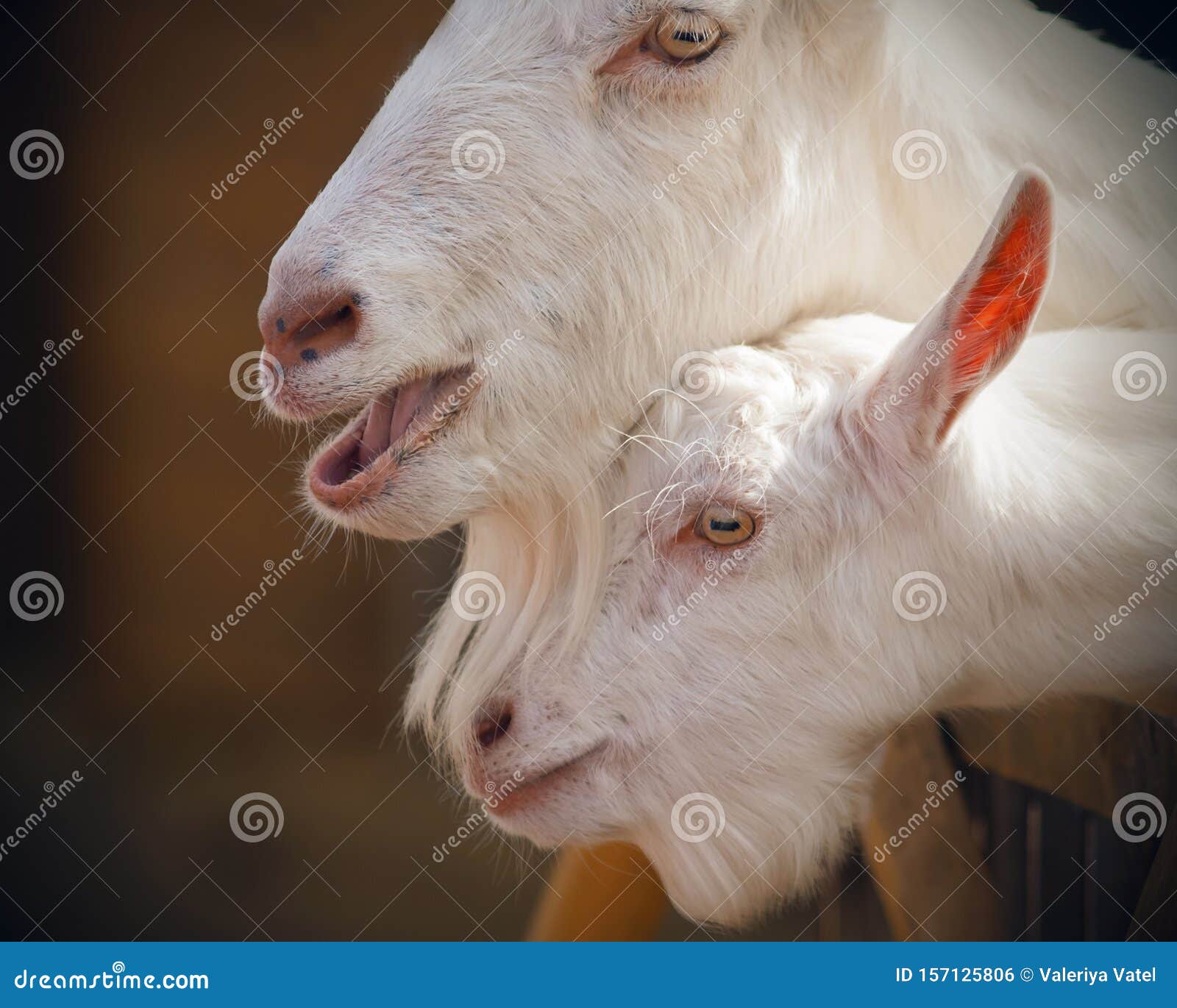 The Goat and the Kid Look, and the Goat Bleats Indignantly Stock Photo ...