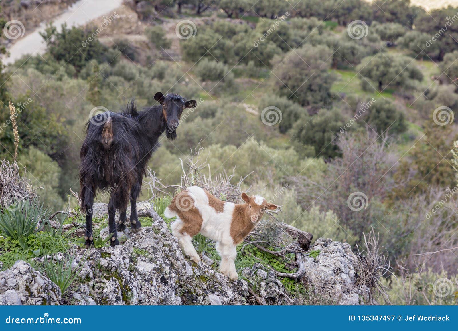 Goat and Kid in Mountain in Crete Stock Image - Image of horns, mammals ...