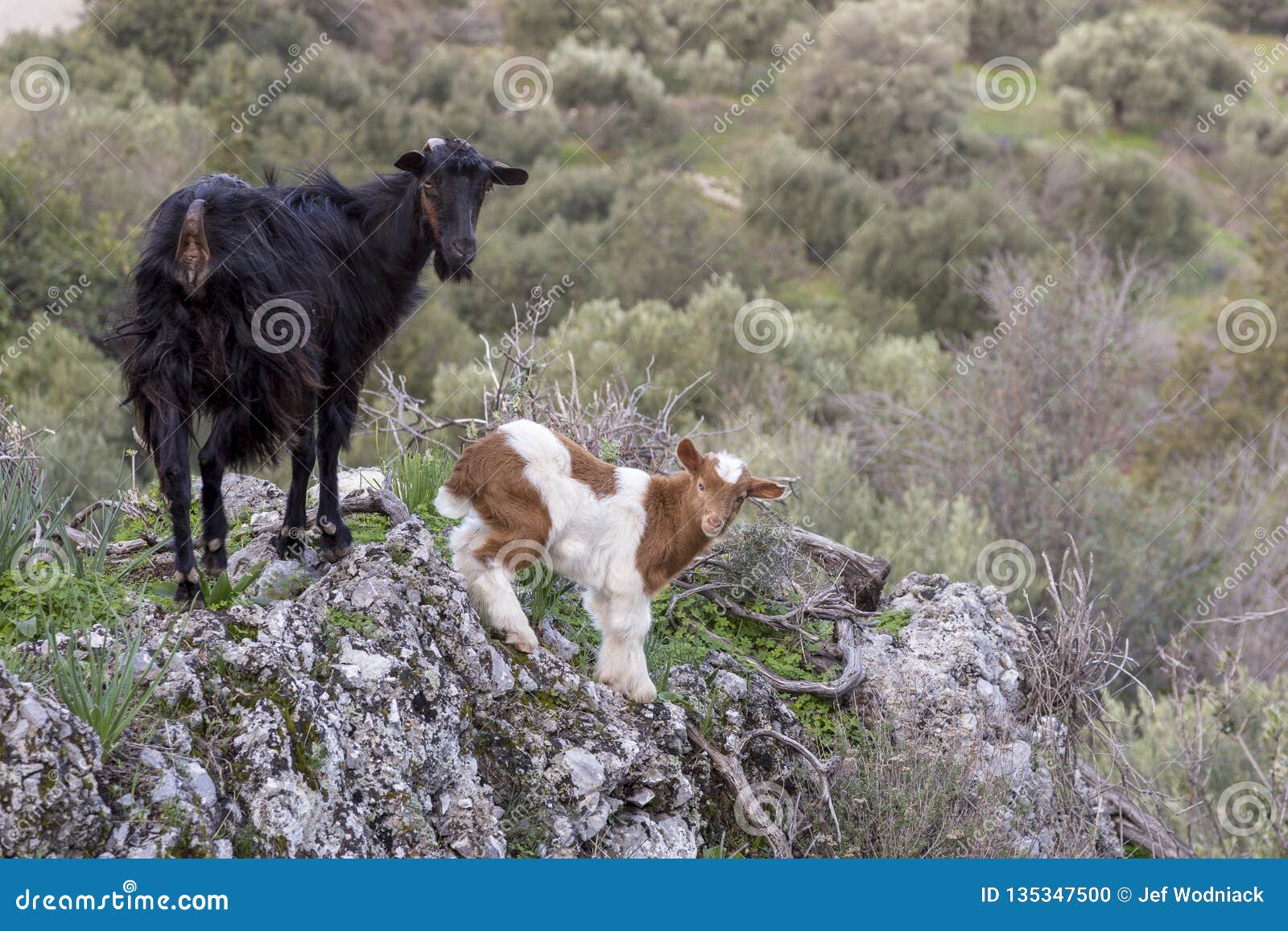 Goat and Kid in Mountain in Crete Stock Photo - Image of greece, head ...