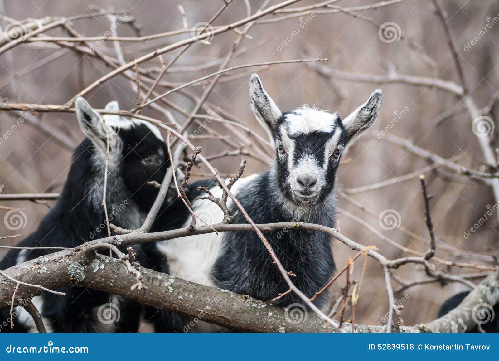 Goat kid stock photo. Image of goatee, food, goat, nature - 52839518