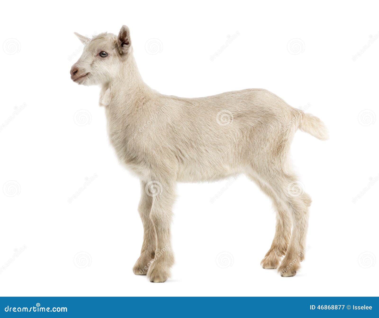 Goat kid (8 weeks old) stock image. Image of vertebrate - 46868877