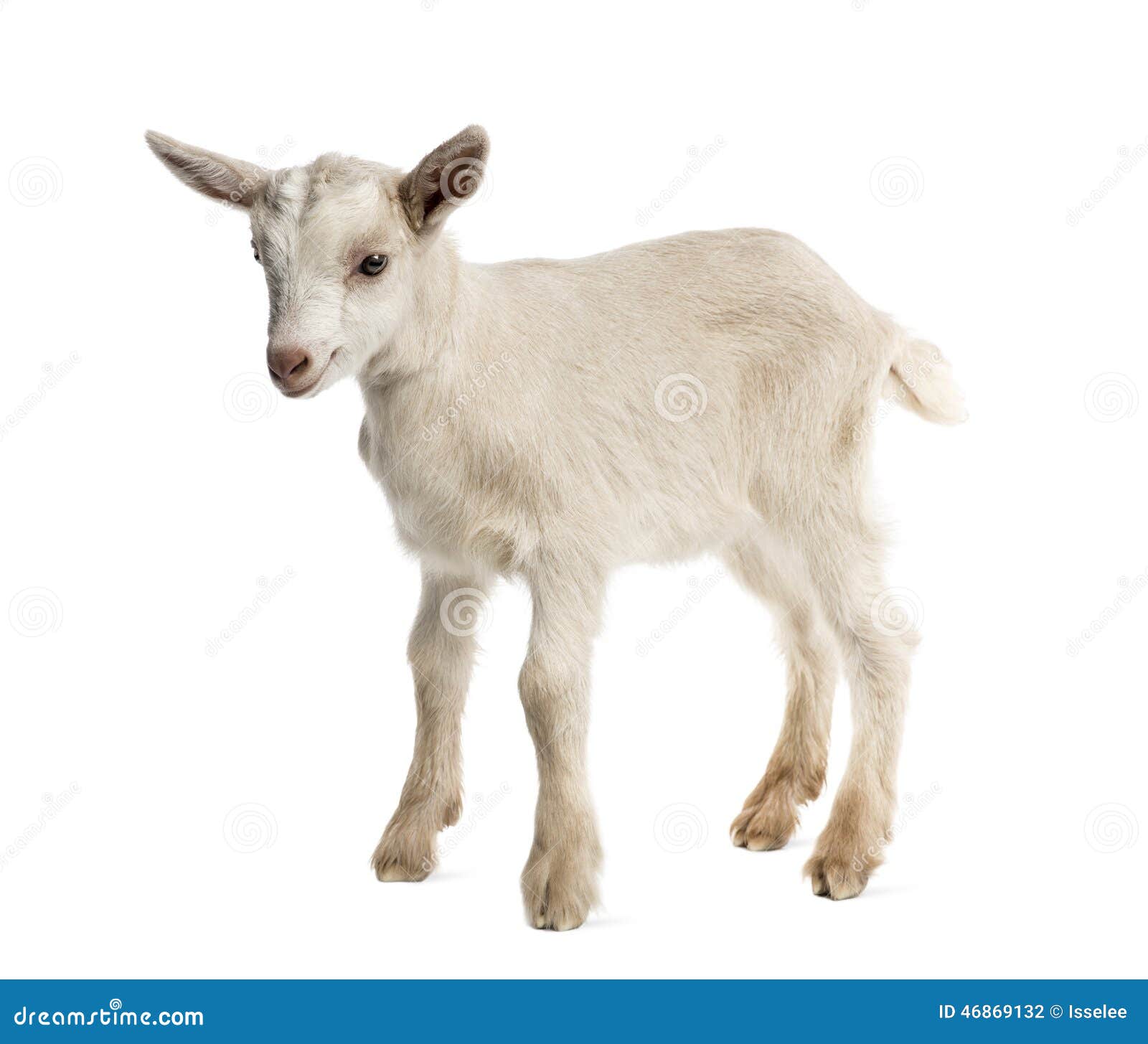 Goat kid (8 weeks old) stock photo. Image of happiness - 46869132