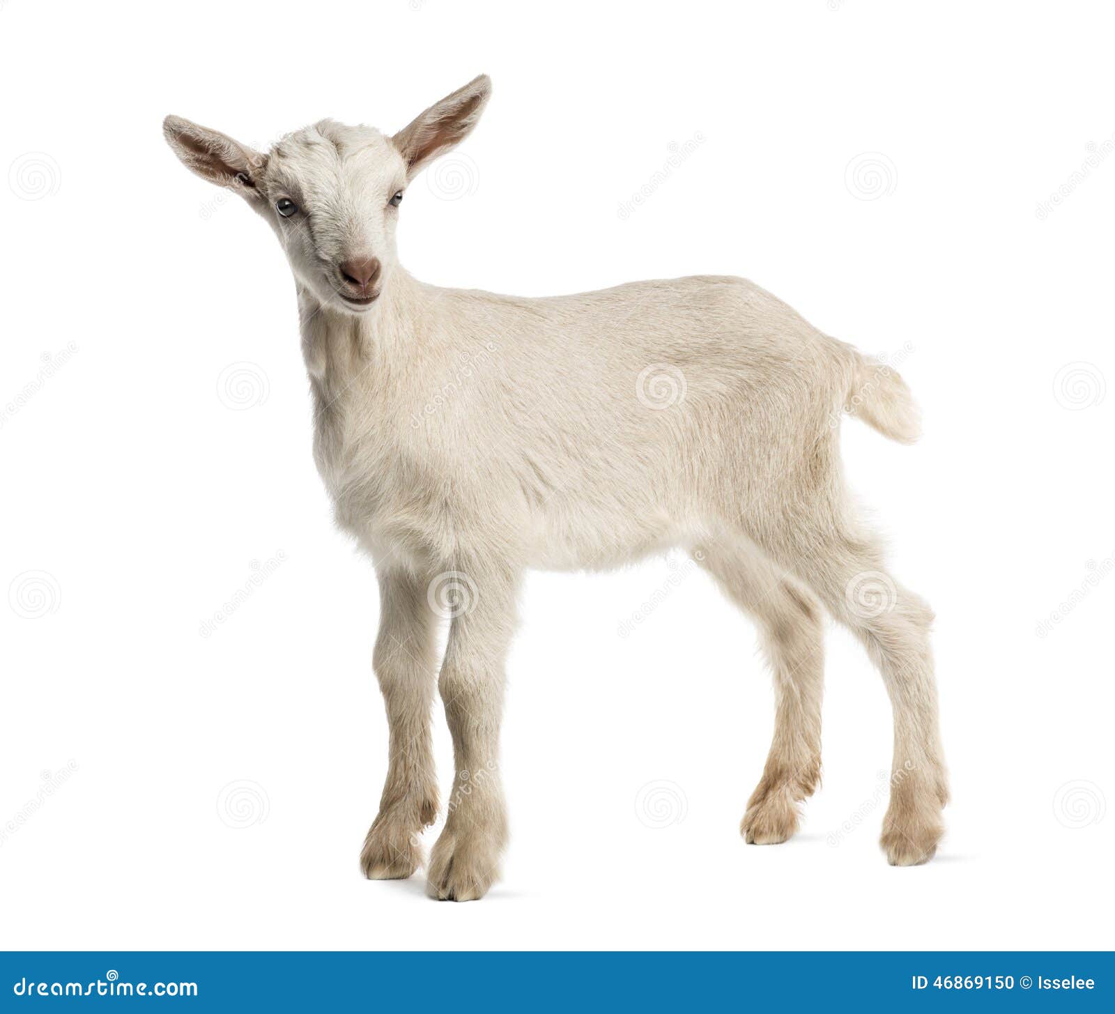 Goat kid (8 weeks old) stock photo. Image of white, shot - 46869150