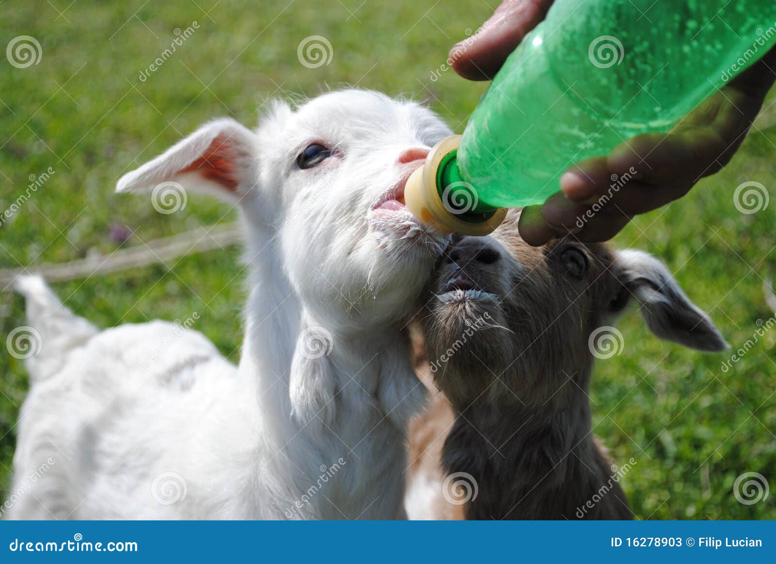 Goat With Kids On A Background Of Mountains Royalty-Free Stock ...