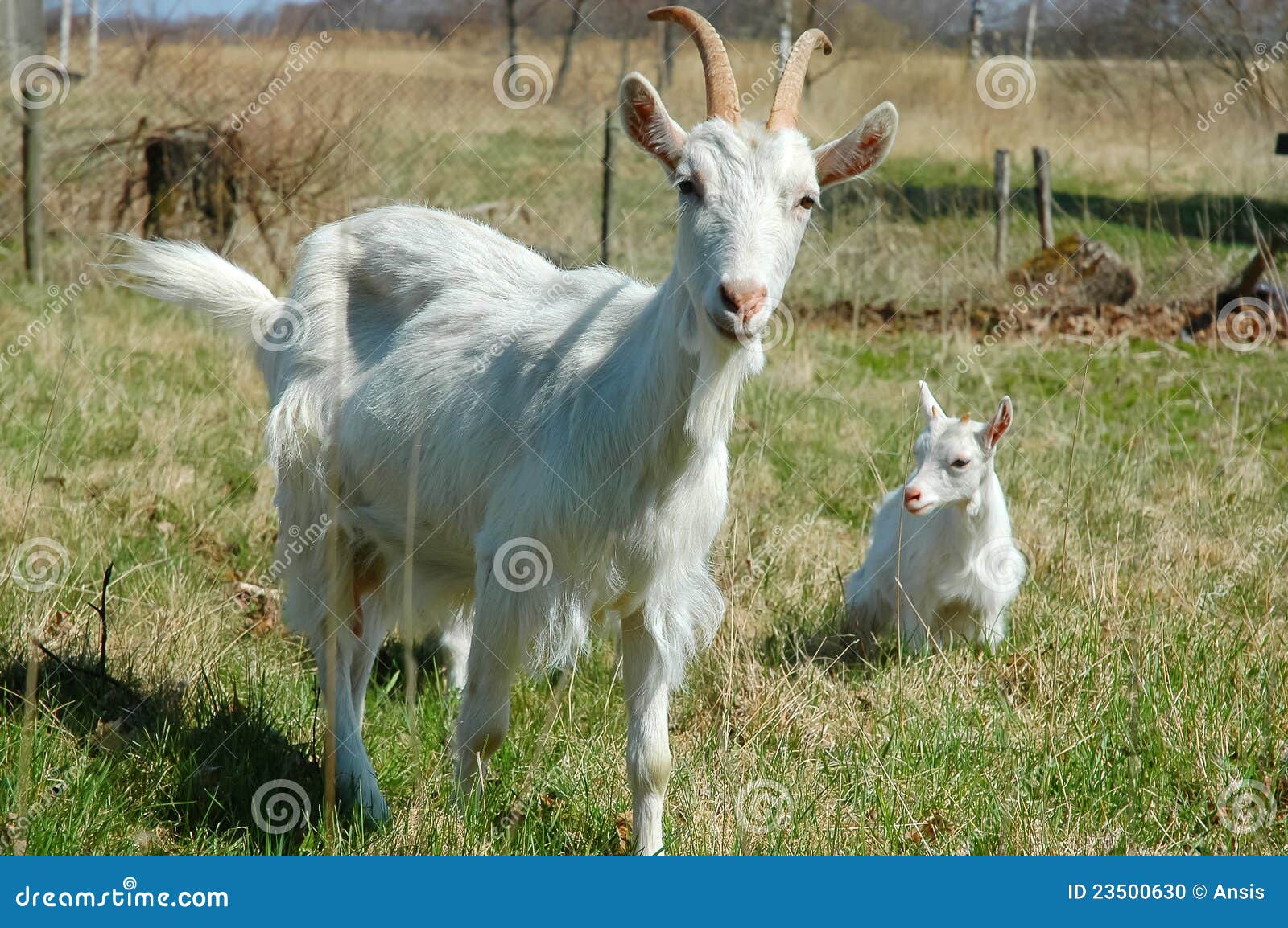 Goat with kids stock photo. Image of white, environment - 23500630