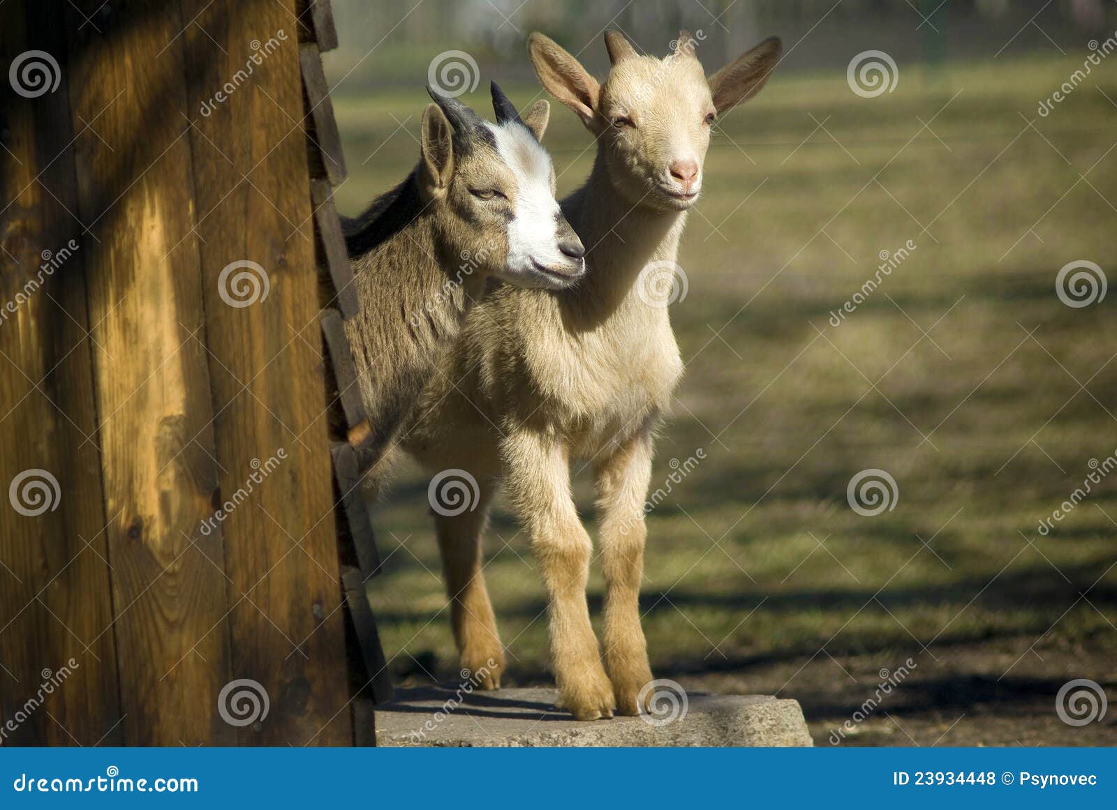 Goat With Kids On A Background Of Mountains Royalty-Free Stock ...