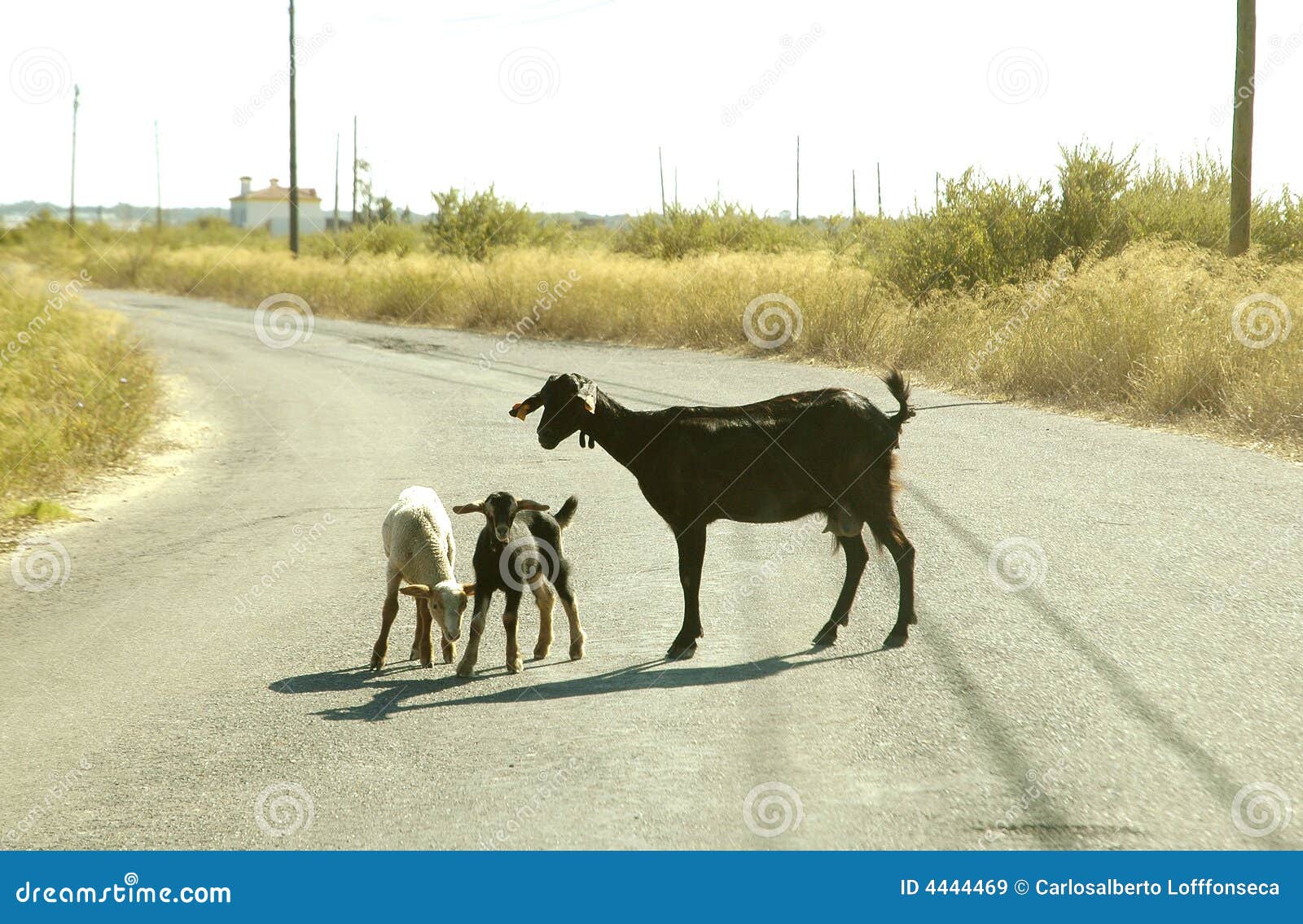Goat and kids stock image. Image of livestock, milk, feed - 4444469