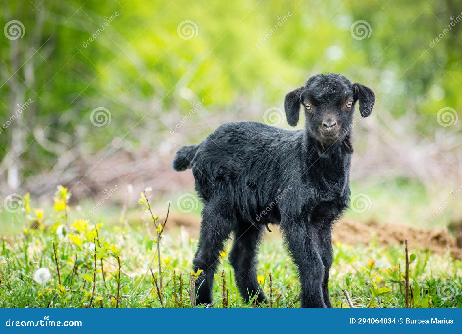 Goat Kids in the Spring in the Field Stock Photo - Image of countryside ...