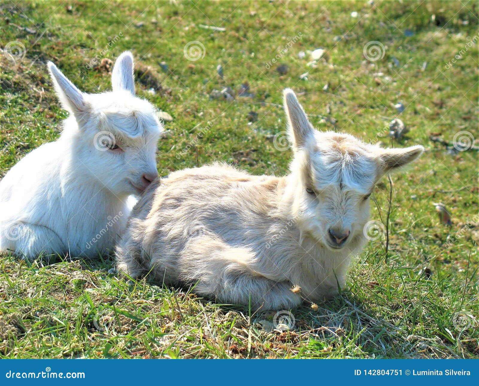 Goat kids stock image. Image of cute, pasture, goat - 142804751