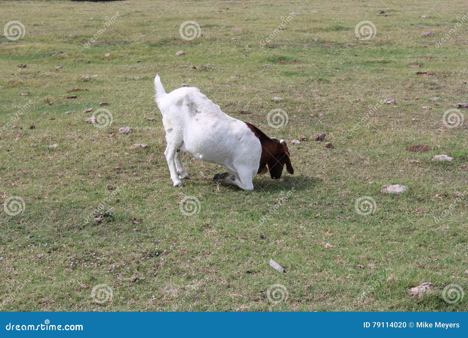 Goat kneeling stock photo. Image of kneeling, meat, milk - 79114020