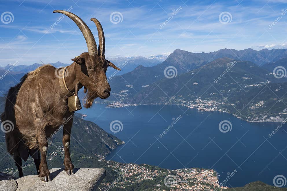 Goat on Lake Como Alps stock image. Image of ibex, national - 281172901
