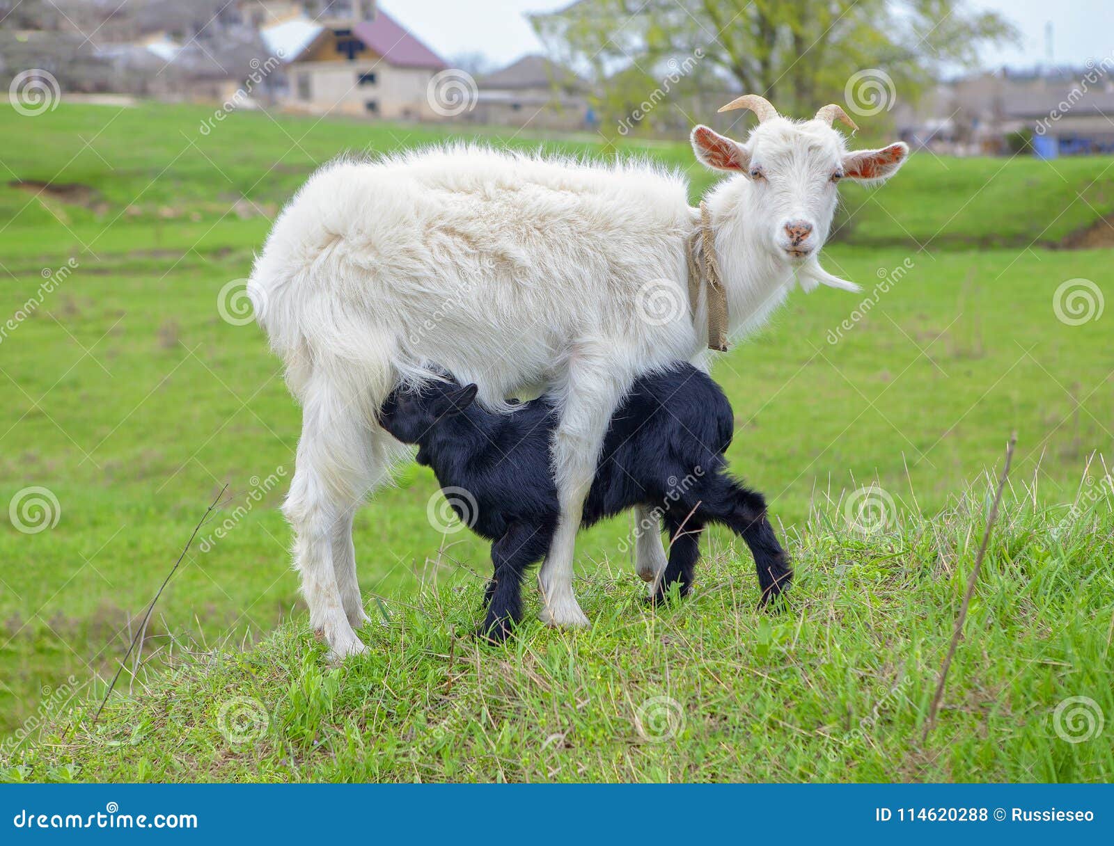 Goat and lamb stock photo. Image of spring, animals - 114620288