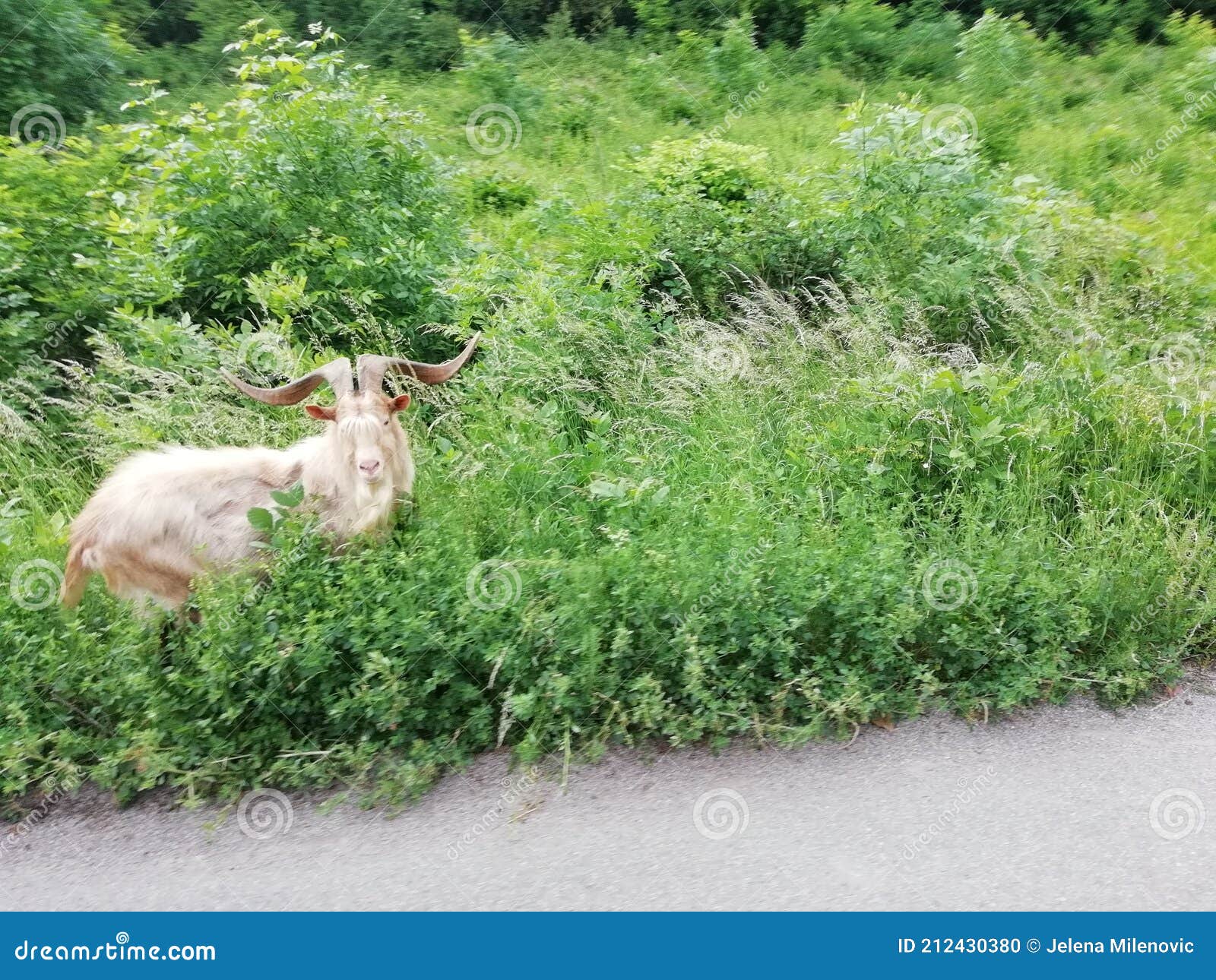 Goat stock photo. Image of goat, grass, serbia, village - 212430380
