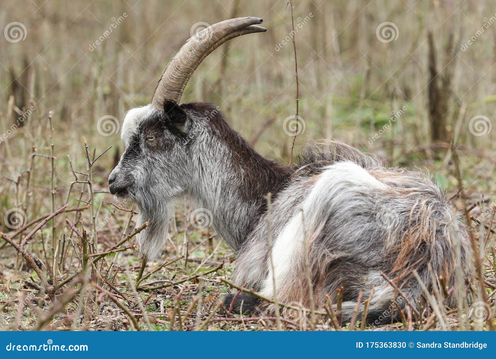 A Goat with Large Horns Lying Down Down in the Thicket Chewing the Cud ...