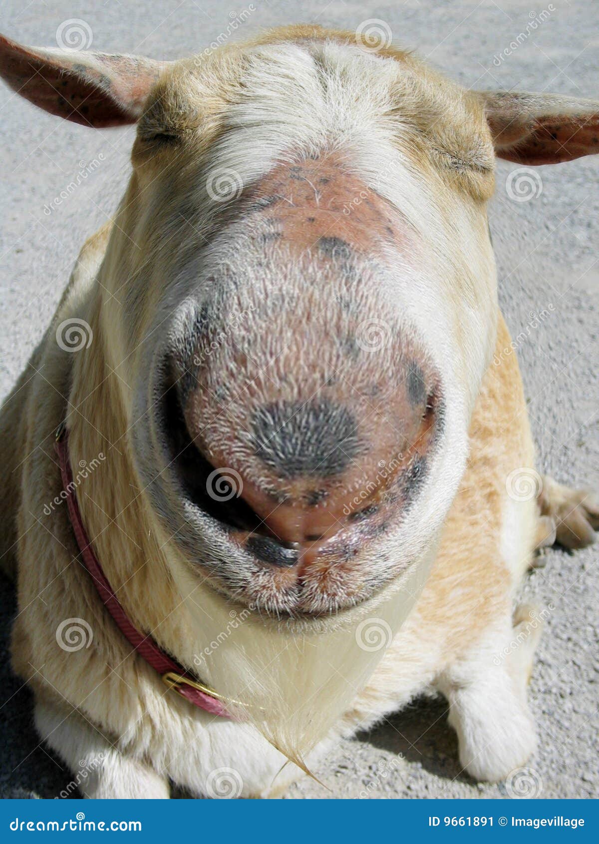 Ugly Goat