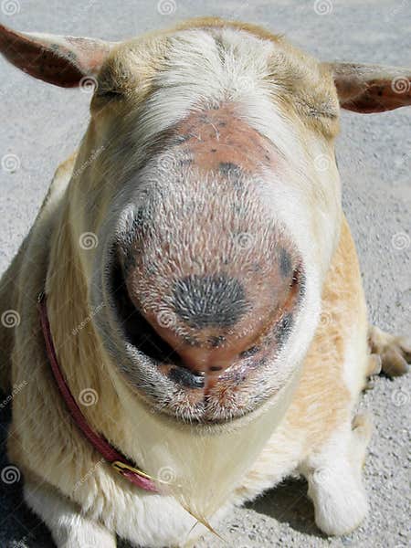 Goat with a large nose stock image. Image of grass, family - 9661891