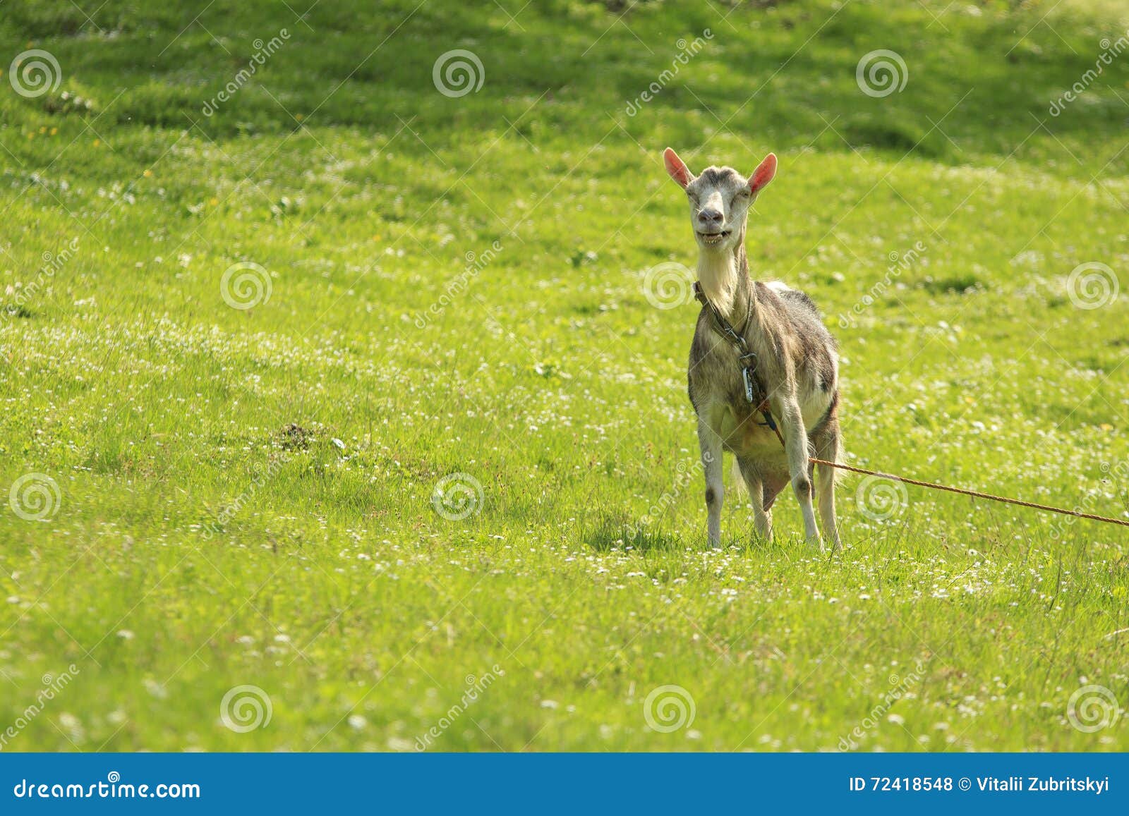 Goat Laughs stock photo. Image of farm, funny, backlight - 72418548