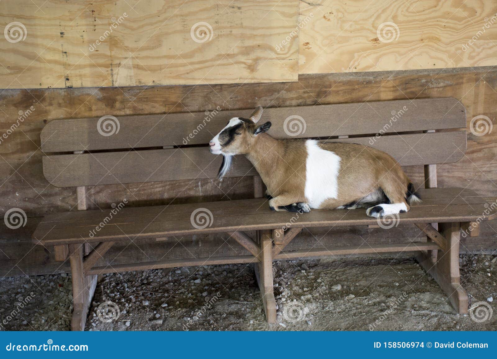 Goat laying on a bench stock photo. Image of goats, animal - 158506974