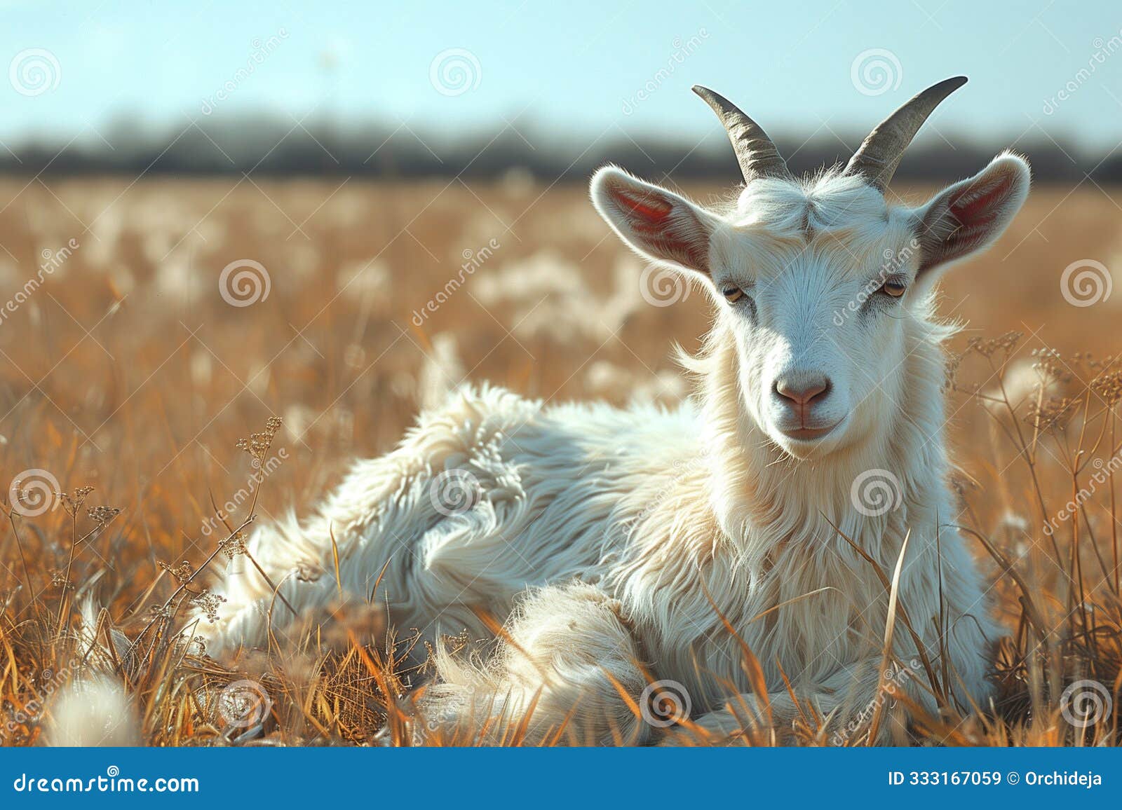 A Goat is Laying Down in a Field Filled with Tall Grass Stock Image ...