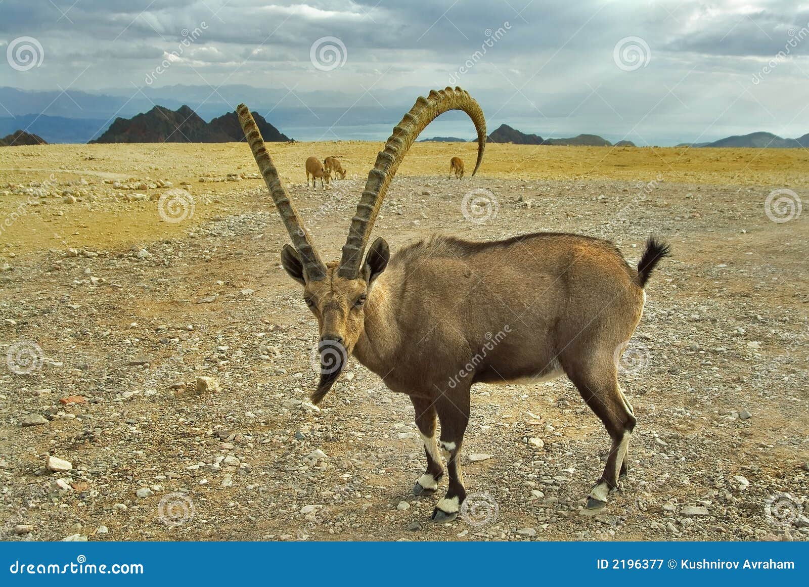 Goat-leader stock image. Image of climate, landscape, extreme - 2196377