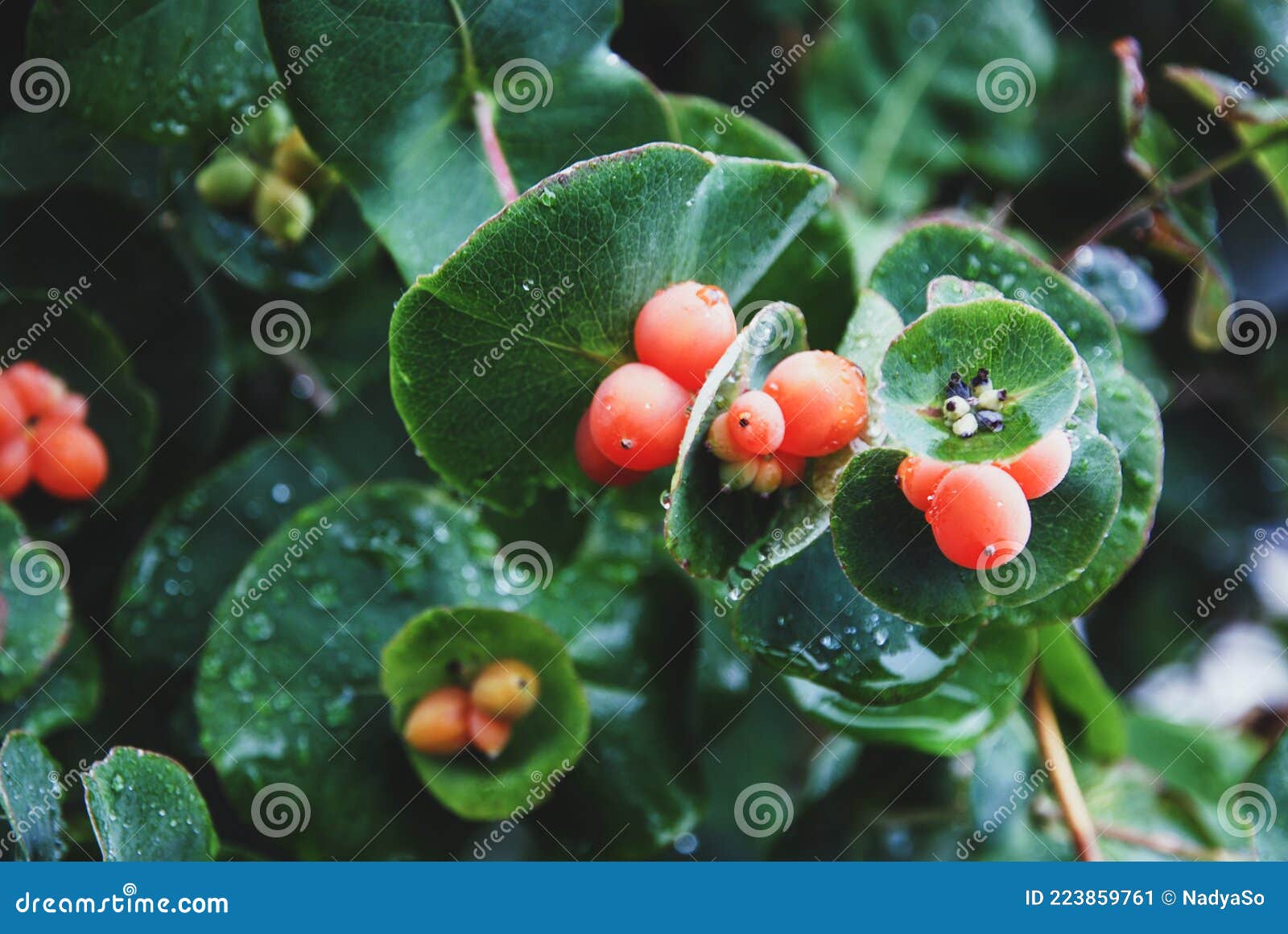 Goat-leaf Honeysuckle Berries in the Garden Stock Image - Image of ...