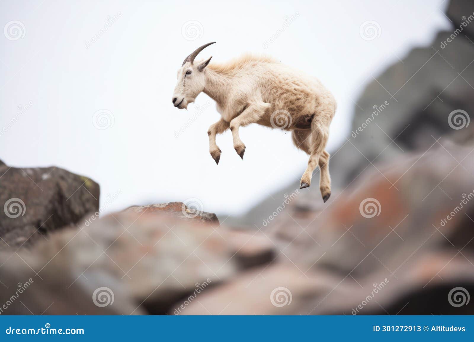 Goat Leaping between Boulders on Slope Stock Image - Image of animal ...