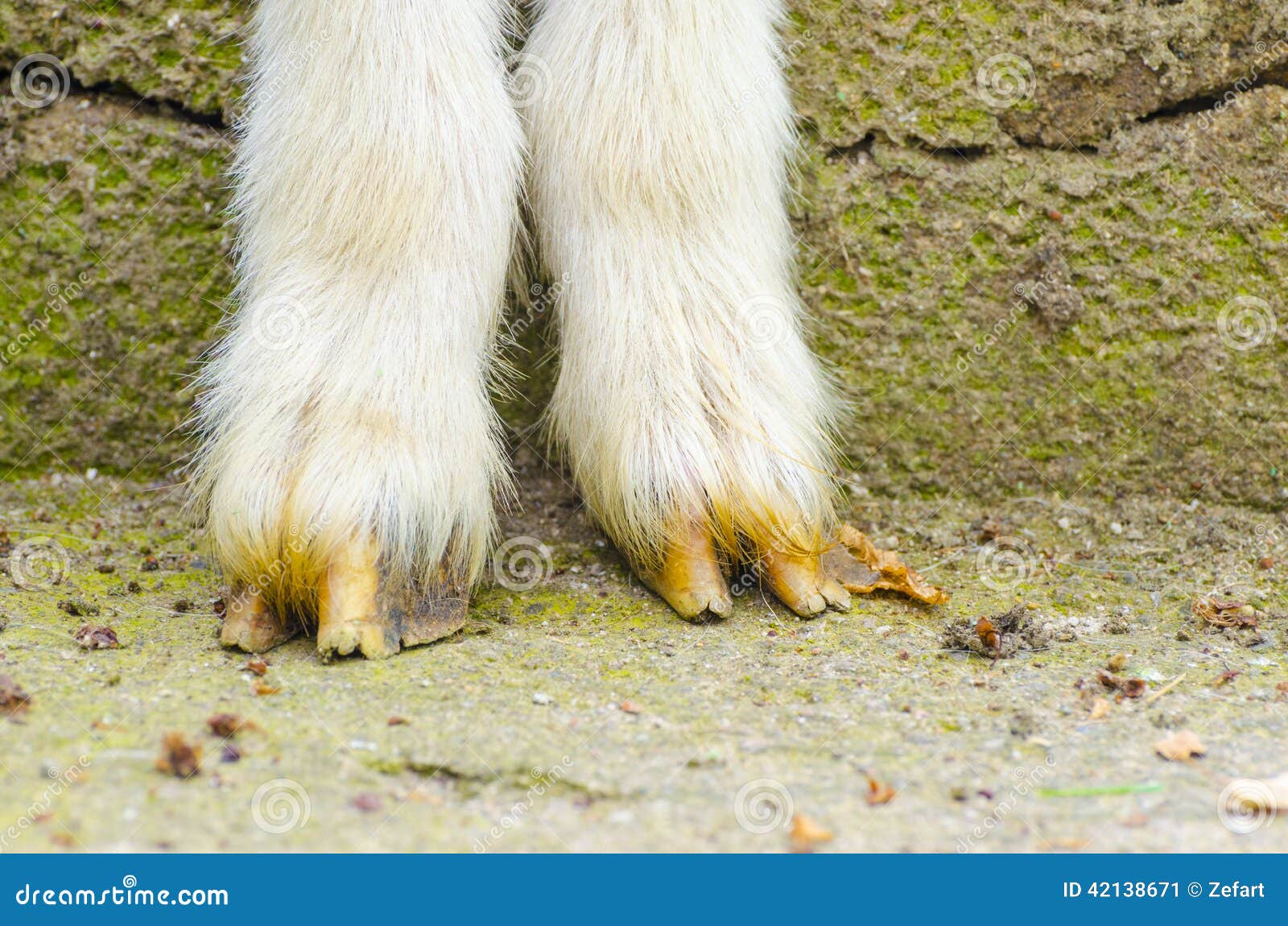 Goat legs close up stock image. Image of outdoors, mammals - 42138671