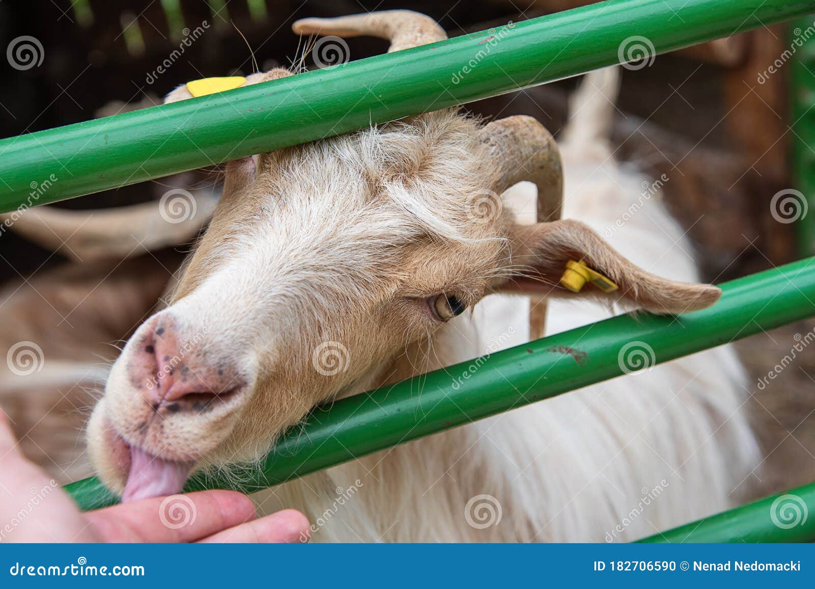 Goat Licking and Chewing Man`s Hand. Stock Photo - Image of eating ...