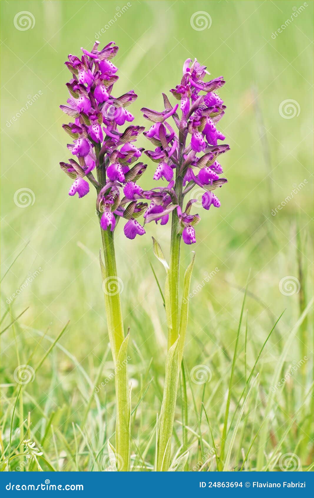 Goat lily, orchid minor stock photo. Image of orchidaceae - 24863694