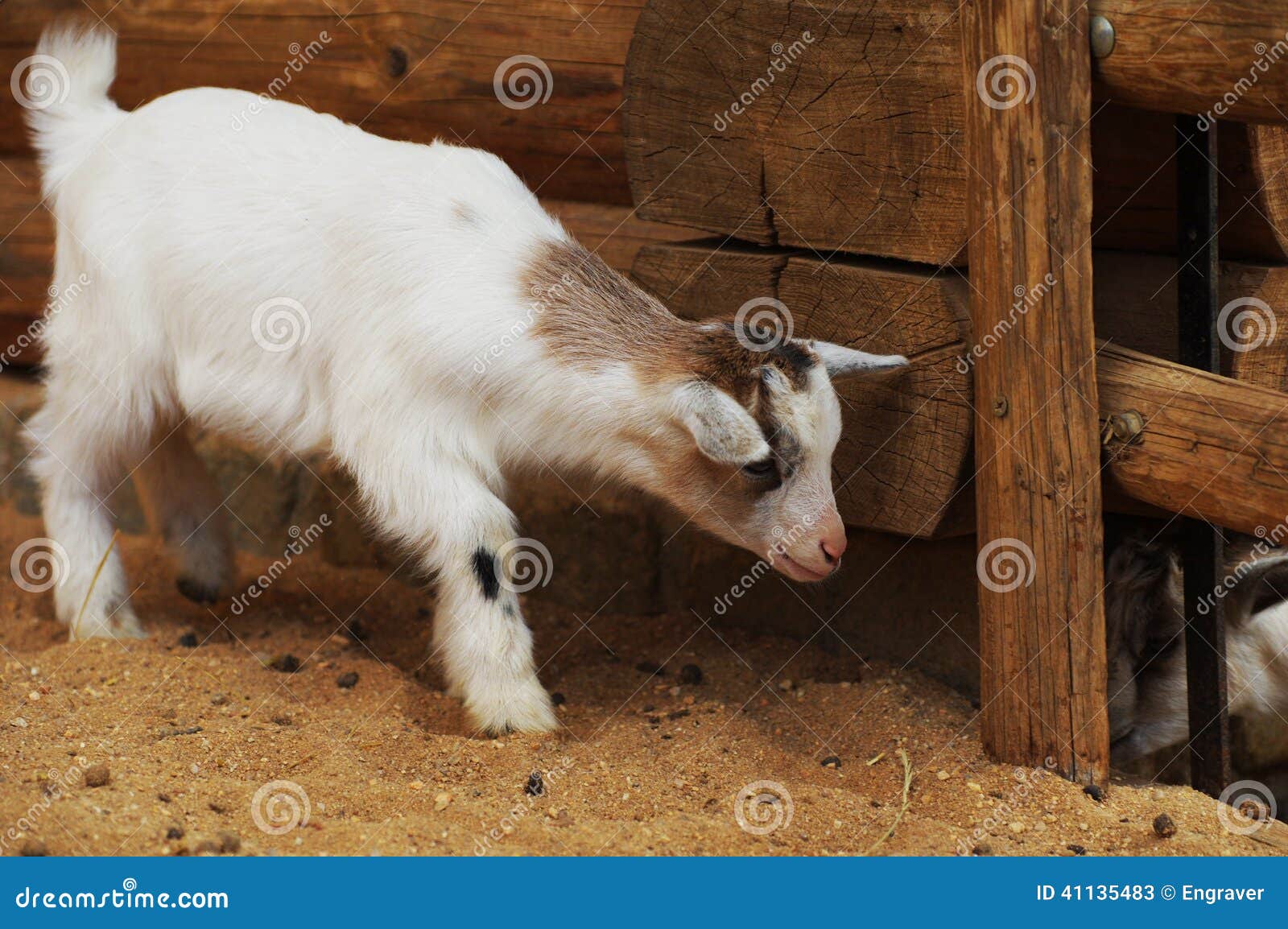 Goat little stock image. Image of cute, white, farm, mammals - 41135483