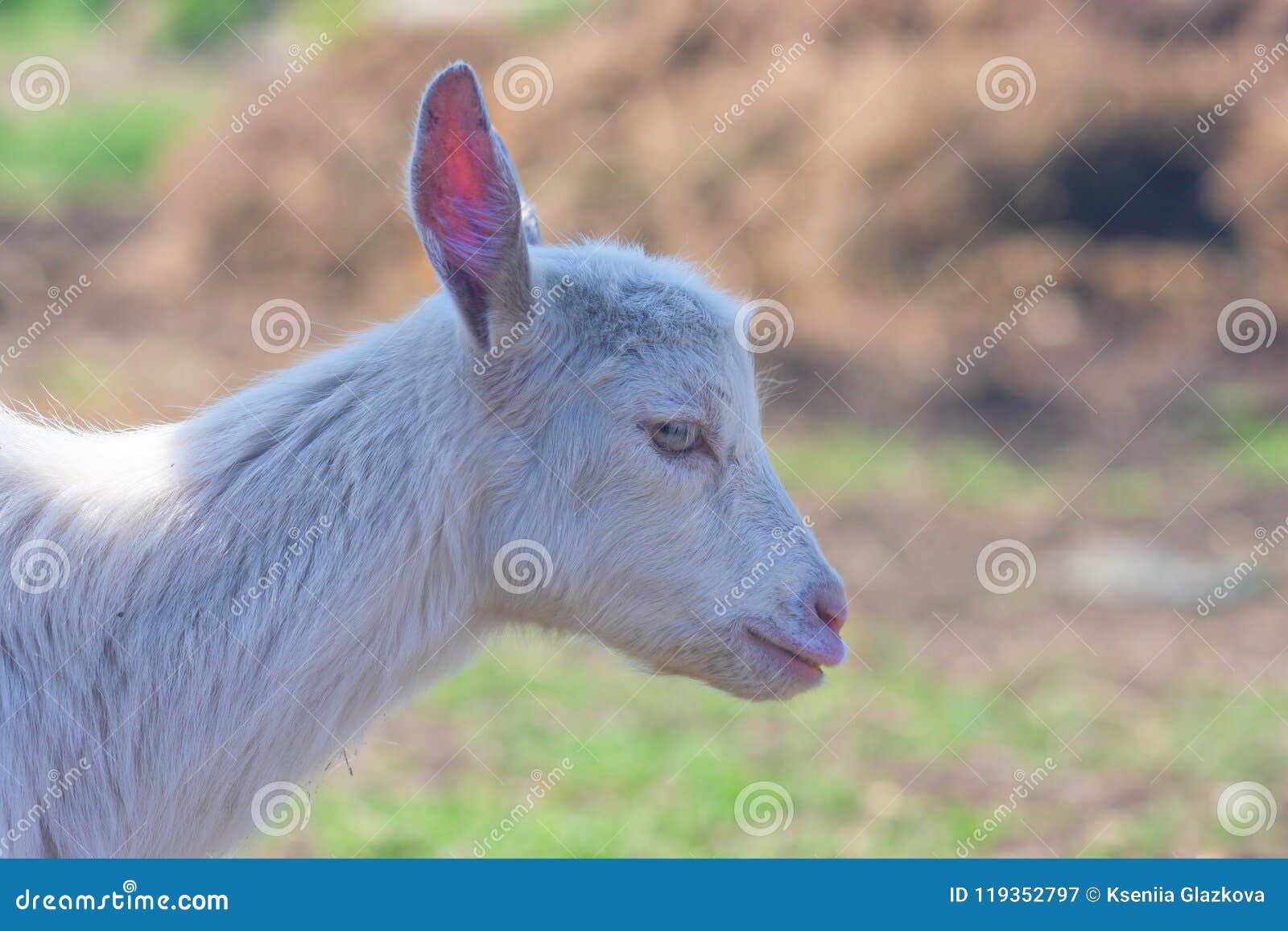 Goat. little goat child stock image. Image of animal - 119352797
