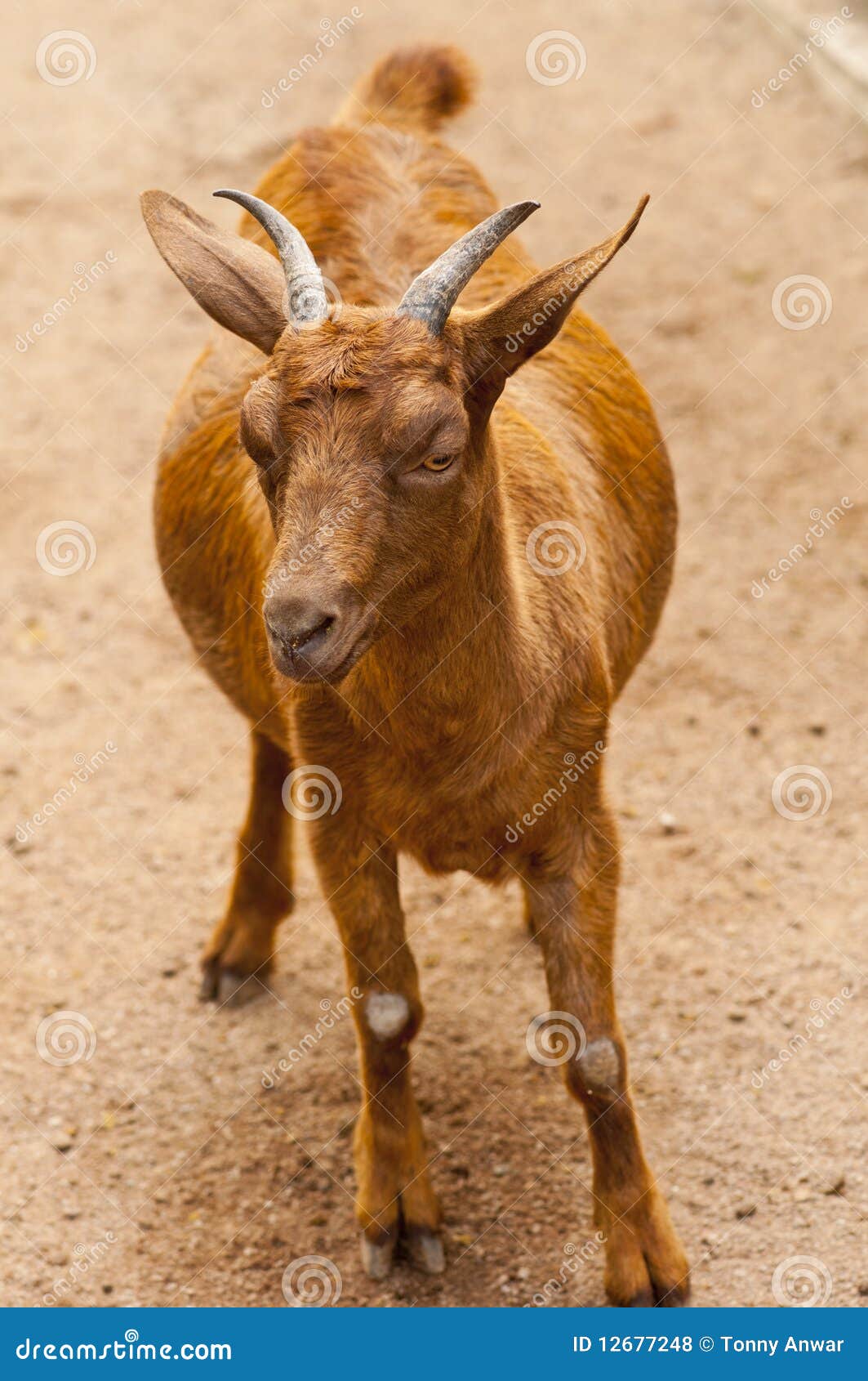 Goat stock photo. Image of rage, sleepy, sarcastic, face - 12677248