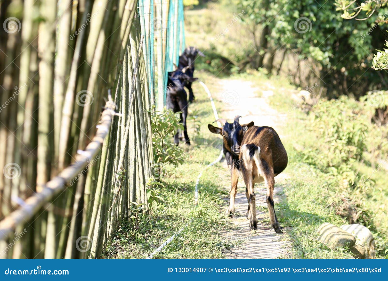 A goat look back stock image. Image of back, look, goat - 133014907