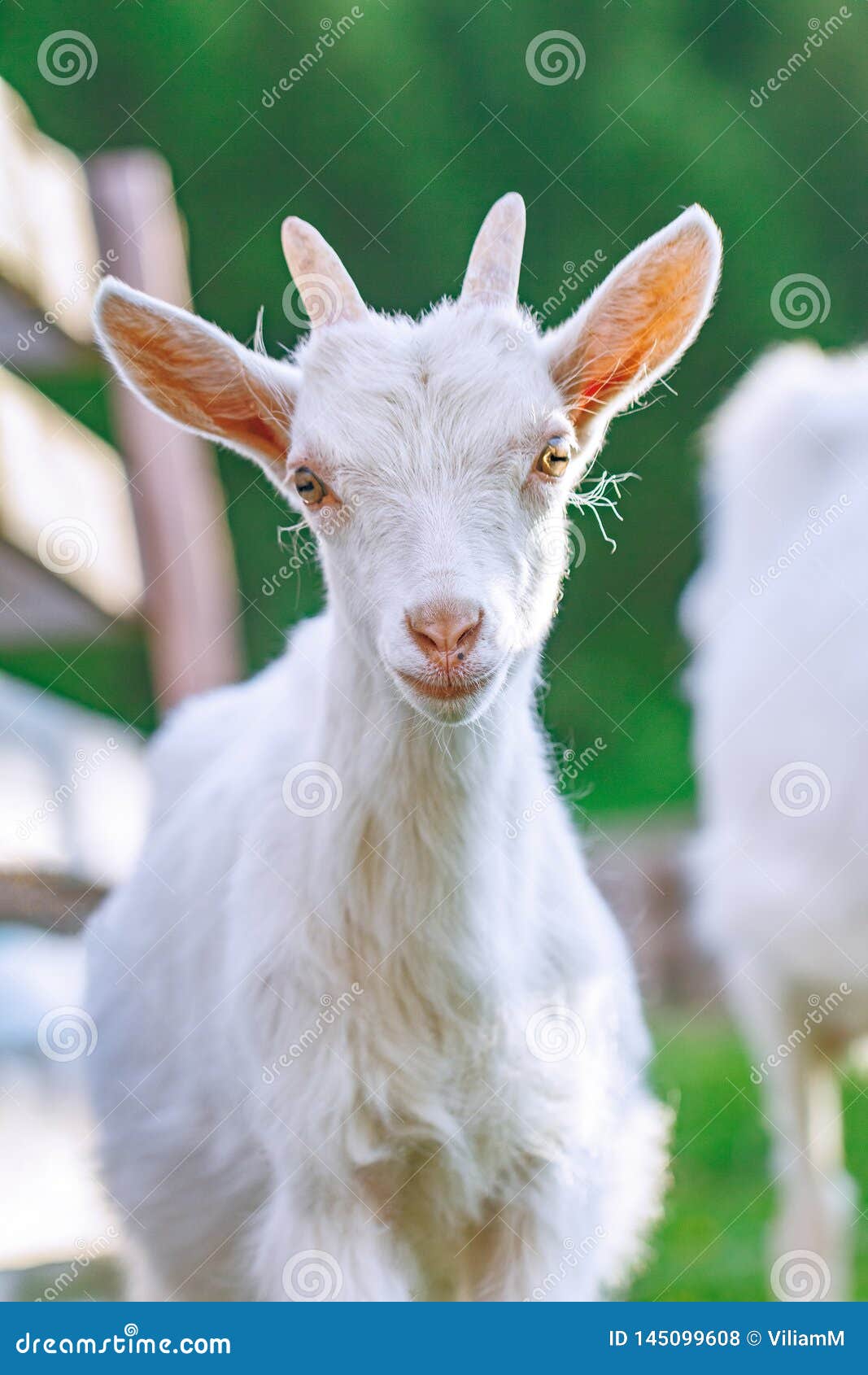 A Goat with a Look into Camera Stock Photo - Image of animal, food ...