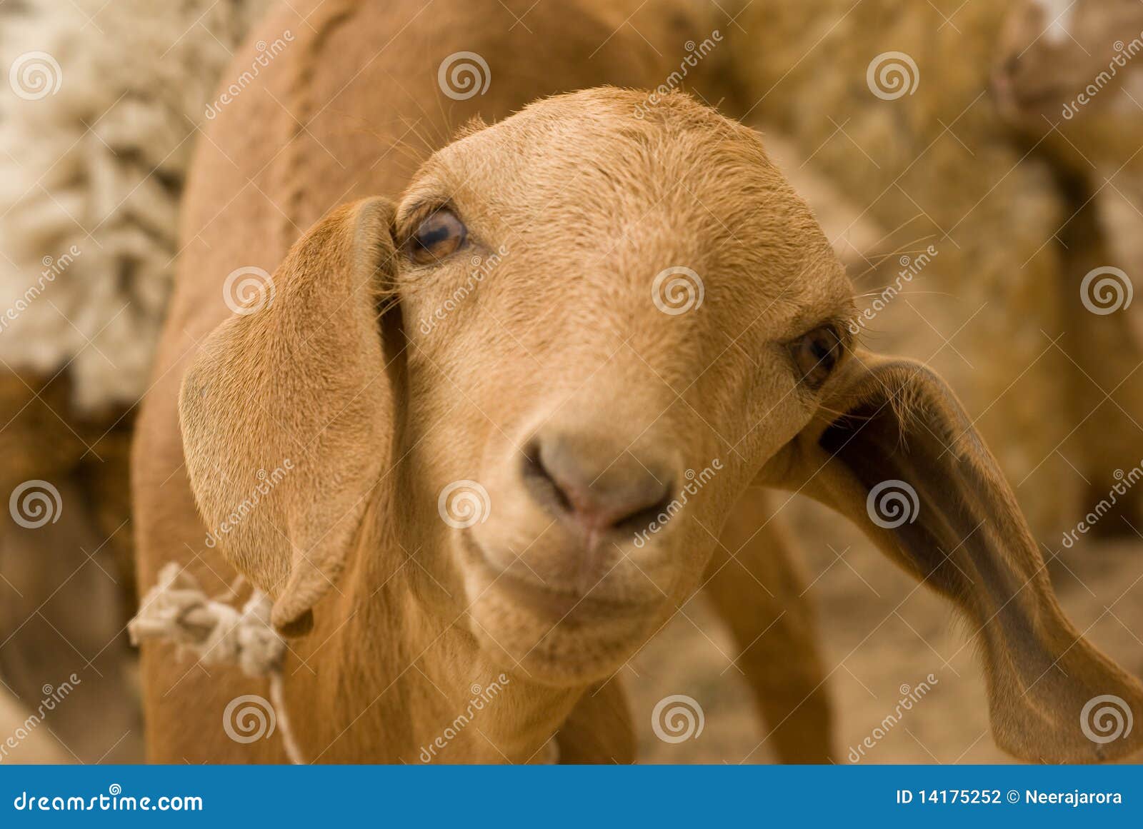 Goat looking into camera stock photo. Image of stylish - 14175252