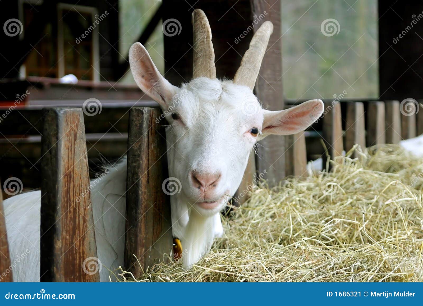 Goat Looking into the Camera Stock Image - Image of peek, questioning ...