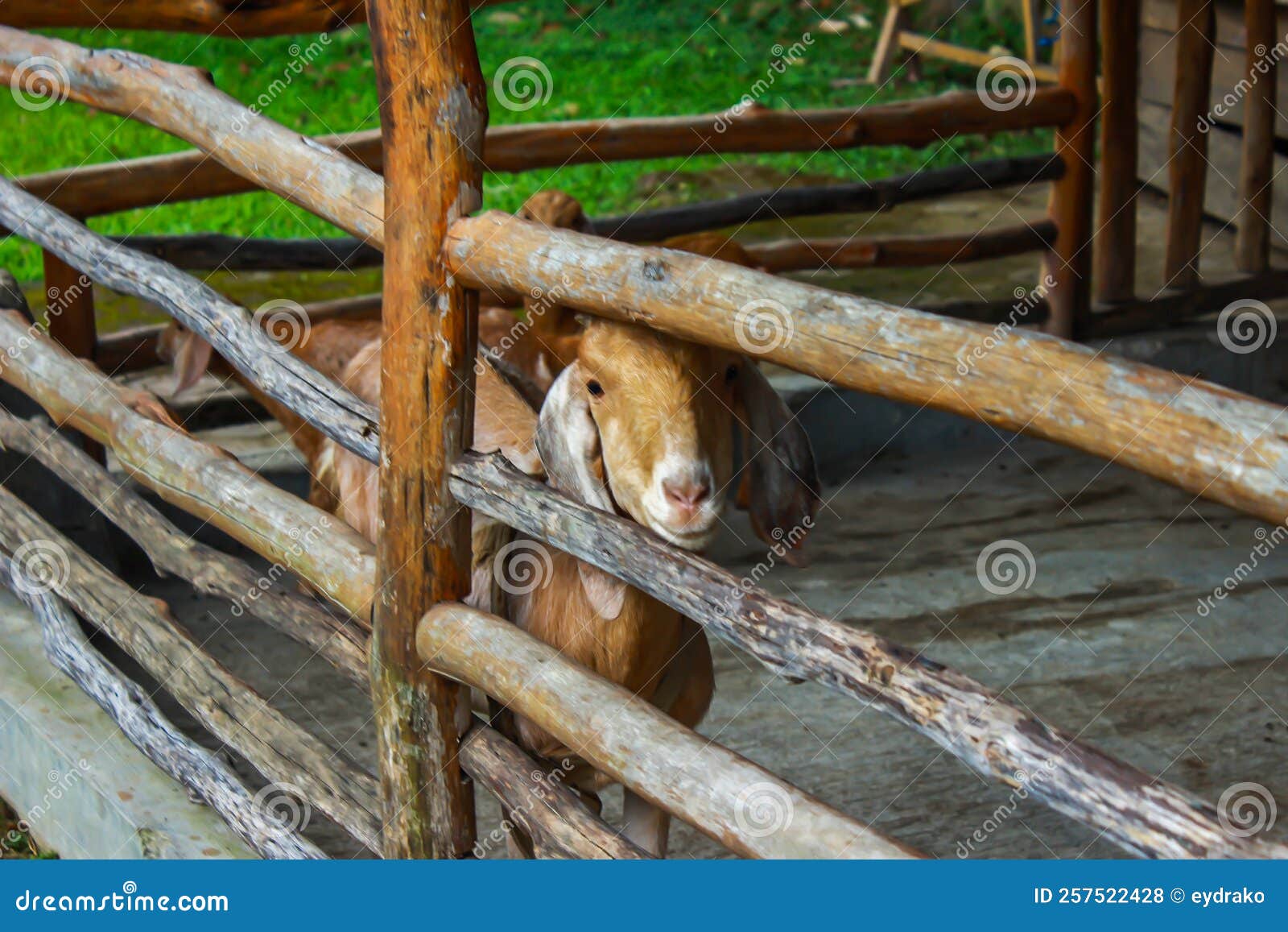 Two Goats Look at the Camera. Goats in the Barn at an Eco Farm Stock ...