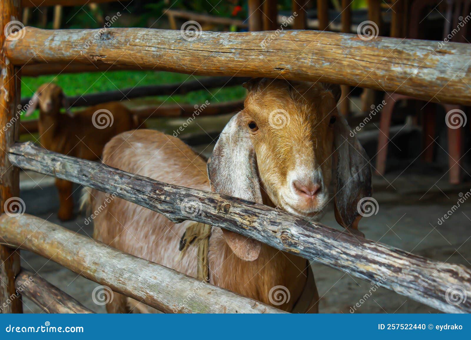 Two Goats Look at the Camera. Goats in the Barn at an Eco Farm Stock ...